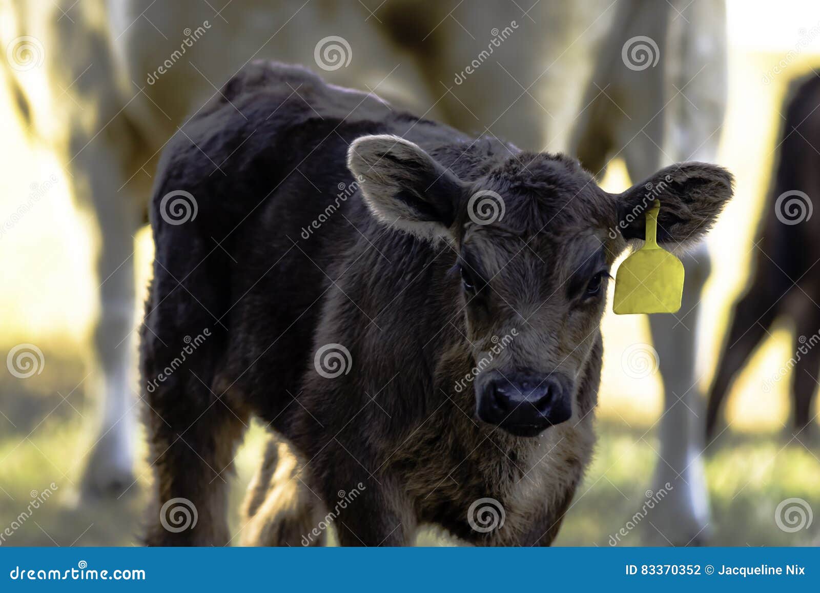 Black Crossbred Calf with Ear Tag Stock Photo - Image of mammal ...