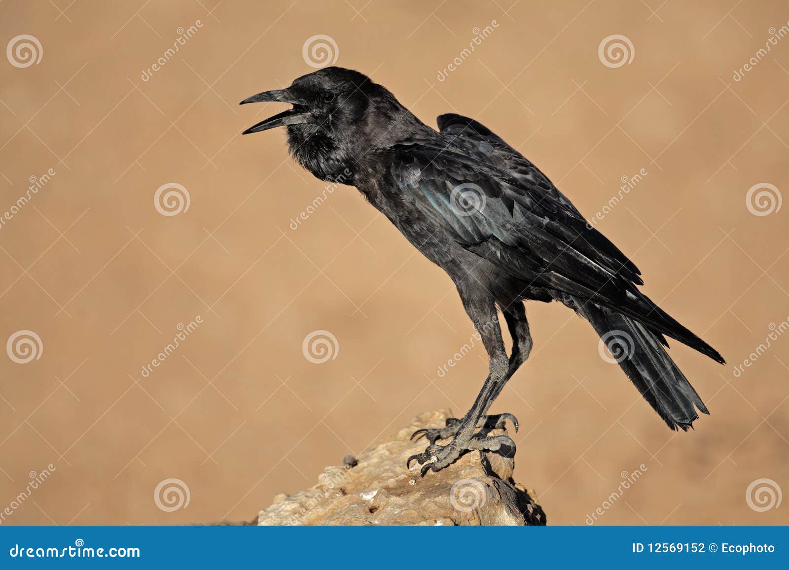 Black crow stock photo. Image of bird, shiny, african - 12569152