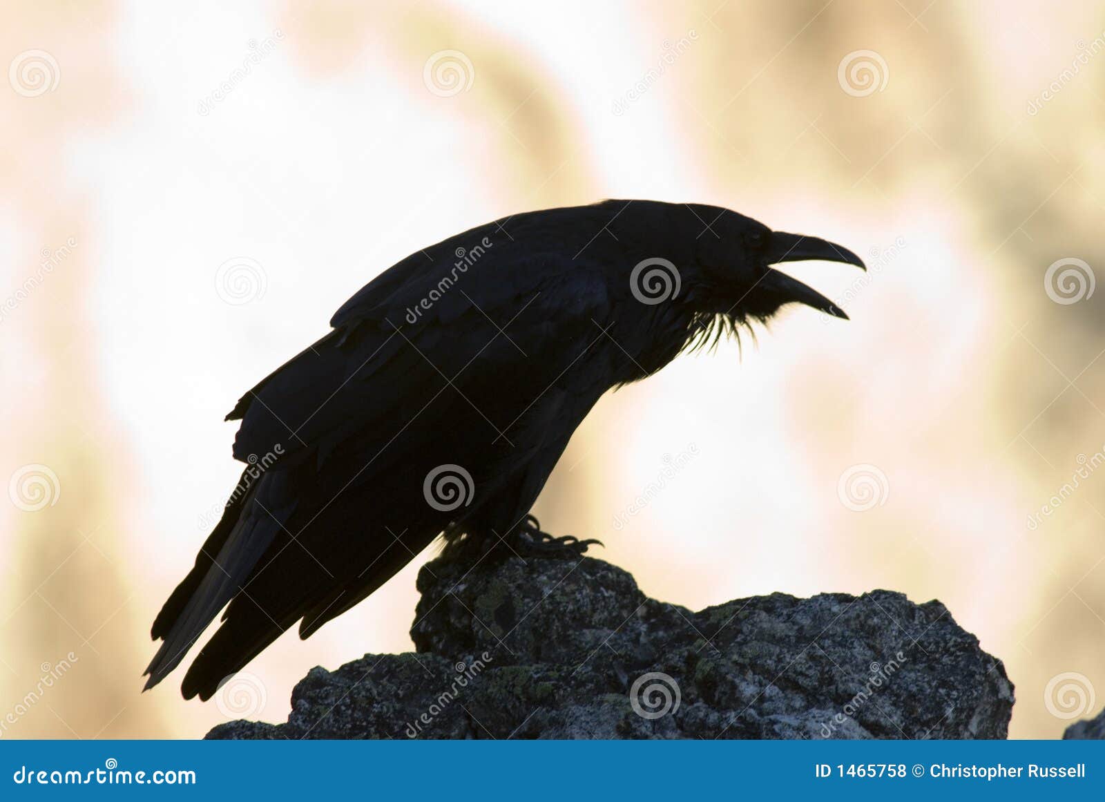 Black crow stock photo. Image of yellowstone, american - 1465758