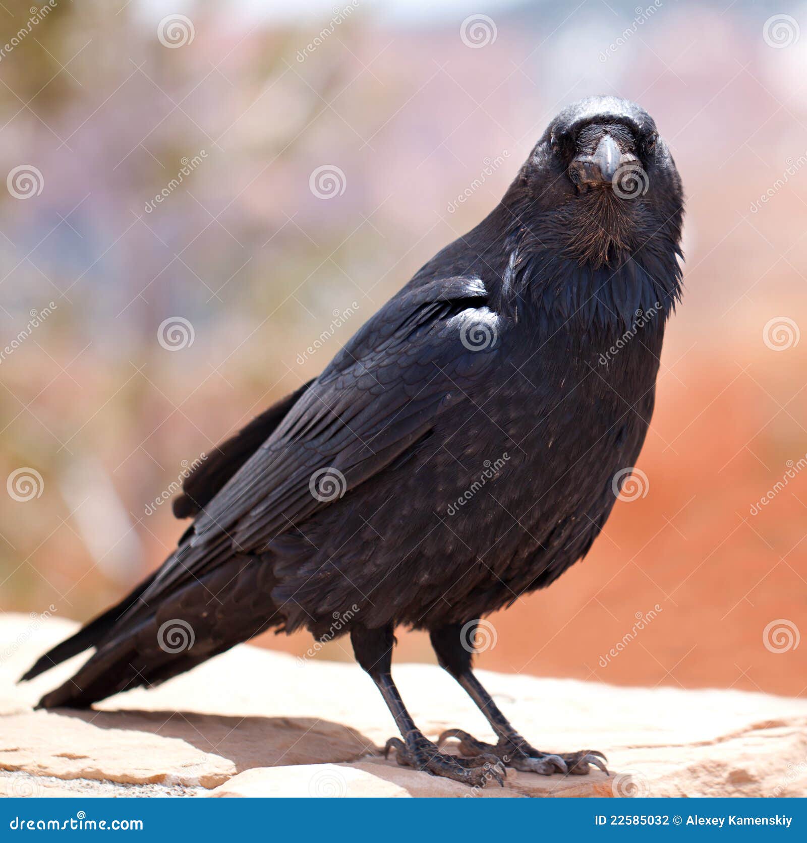 Black crow stock photo. Image of wild, portrait, crow - 22585032