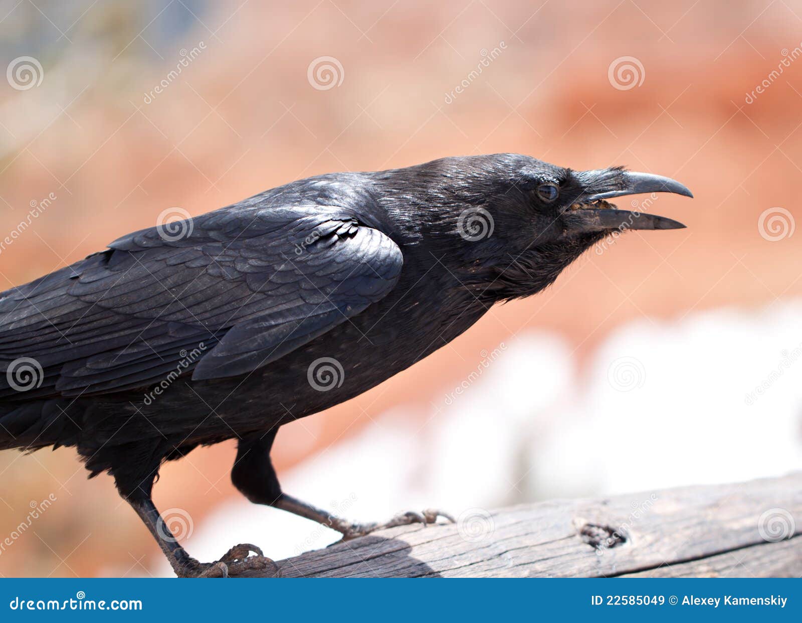 Black crow stock image. Image of black, wild, nature - 22585049