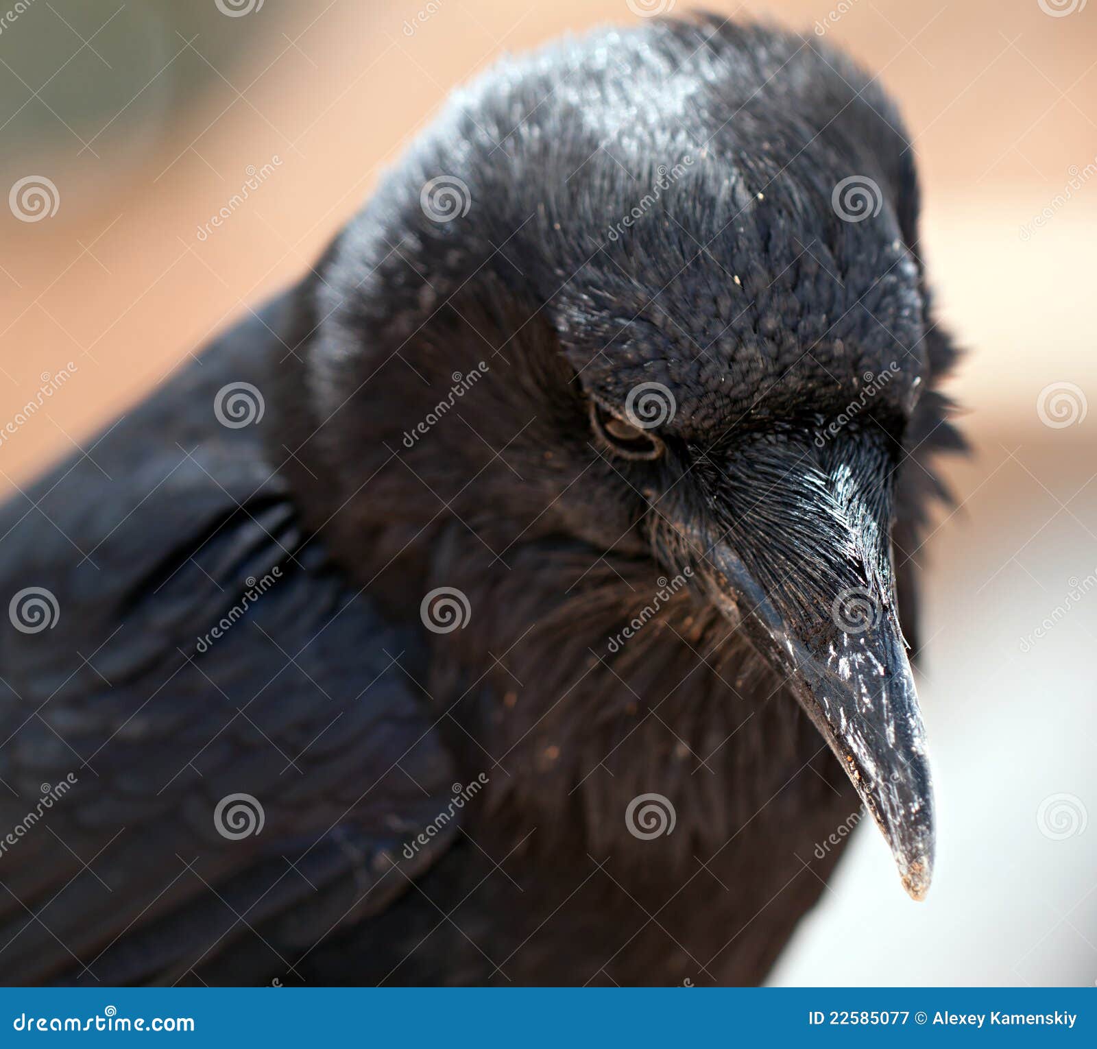 Black crow stock image. Image of crow, wild, macro, nature - 22585077