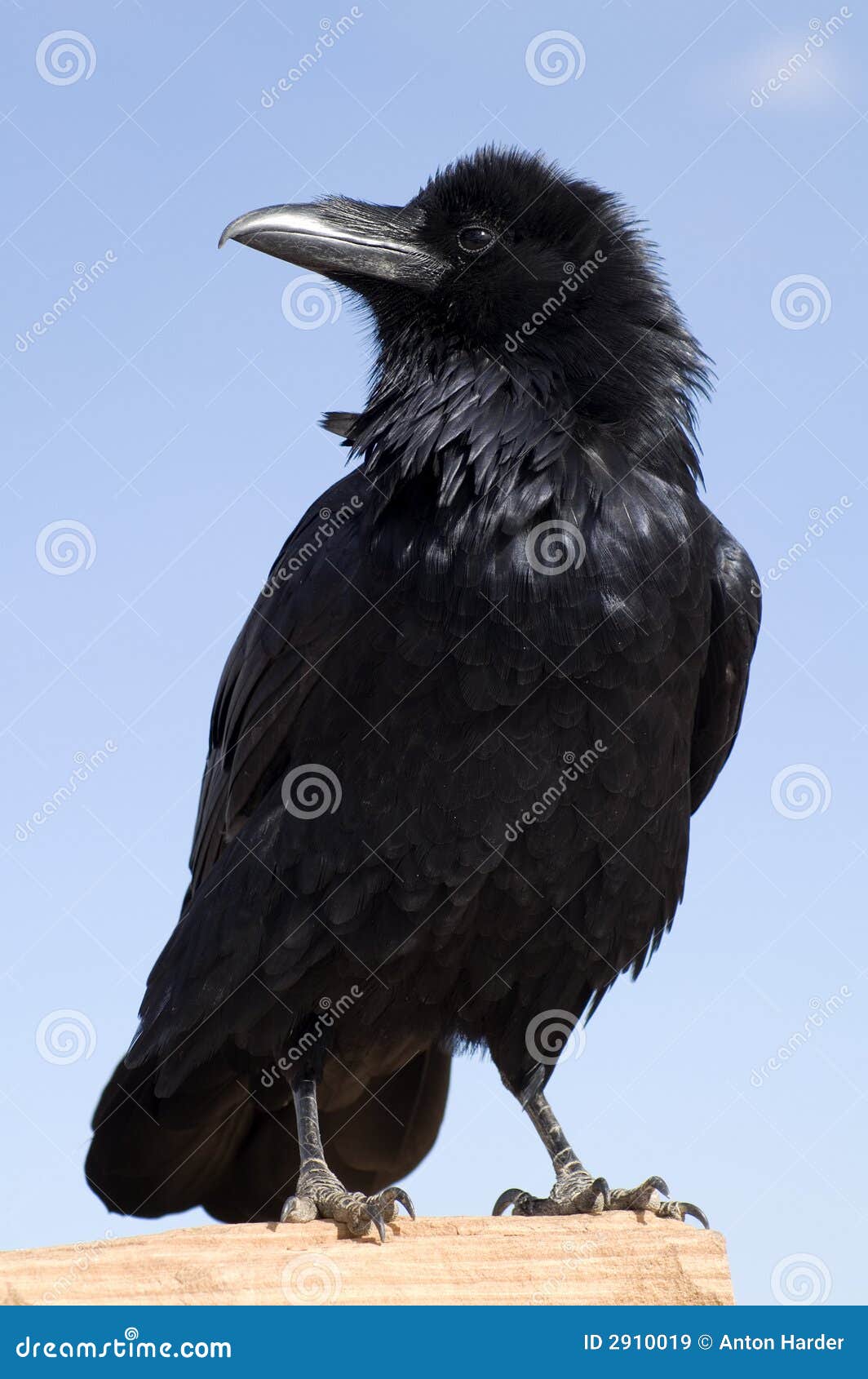 Black Crow stock image. Image of american, rook, raptor - 2910019