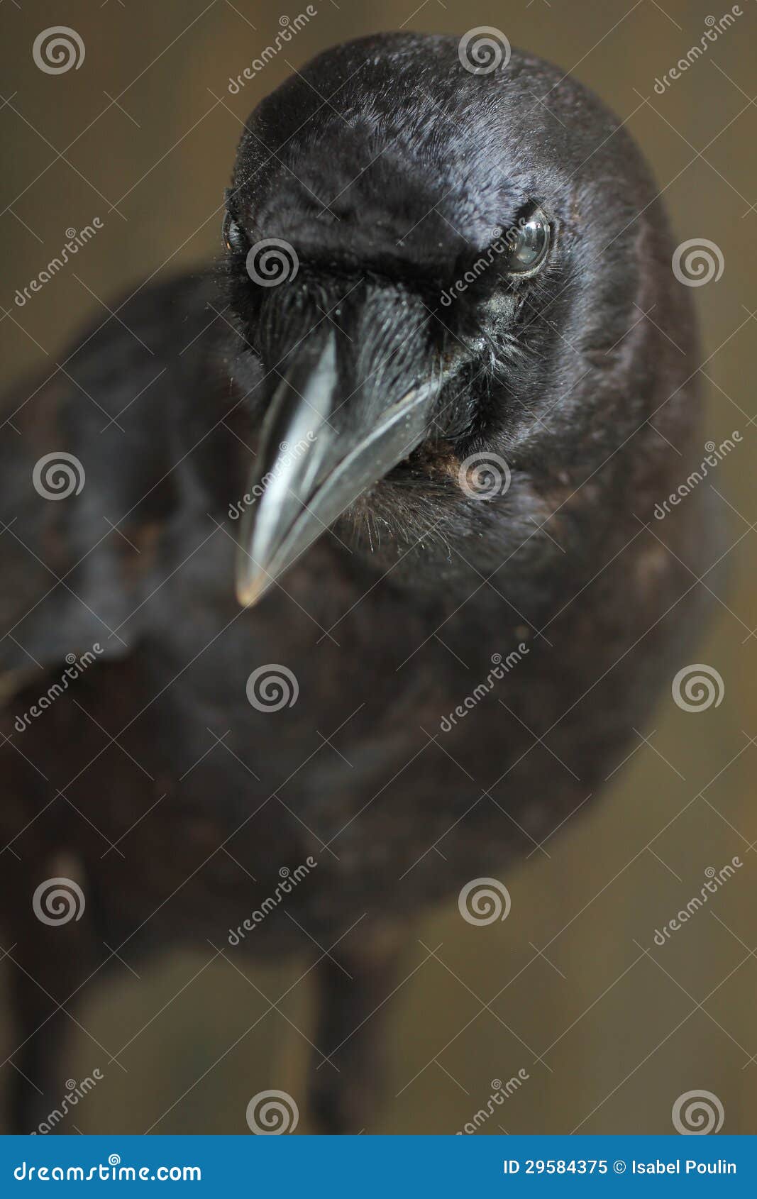 Black crow stock image. Image of nature, avian, outdoor - 29584375