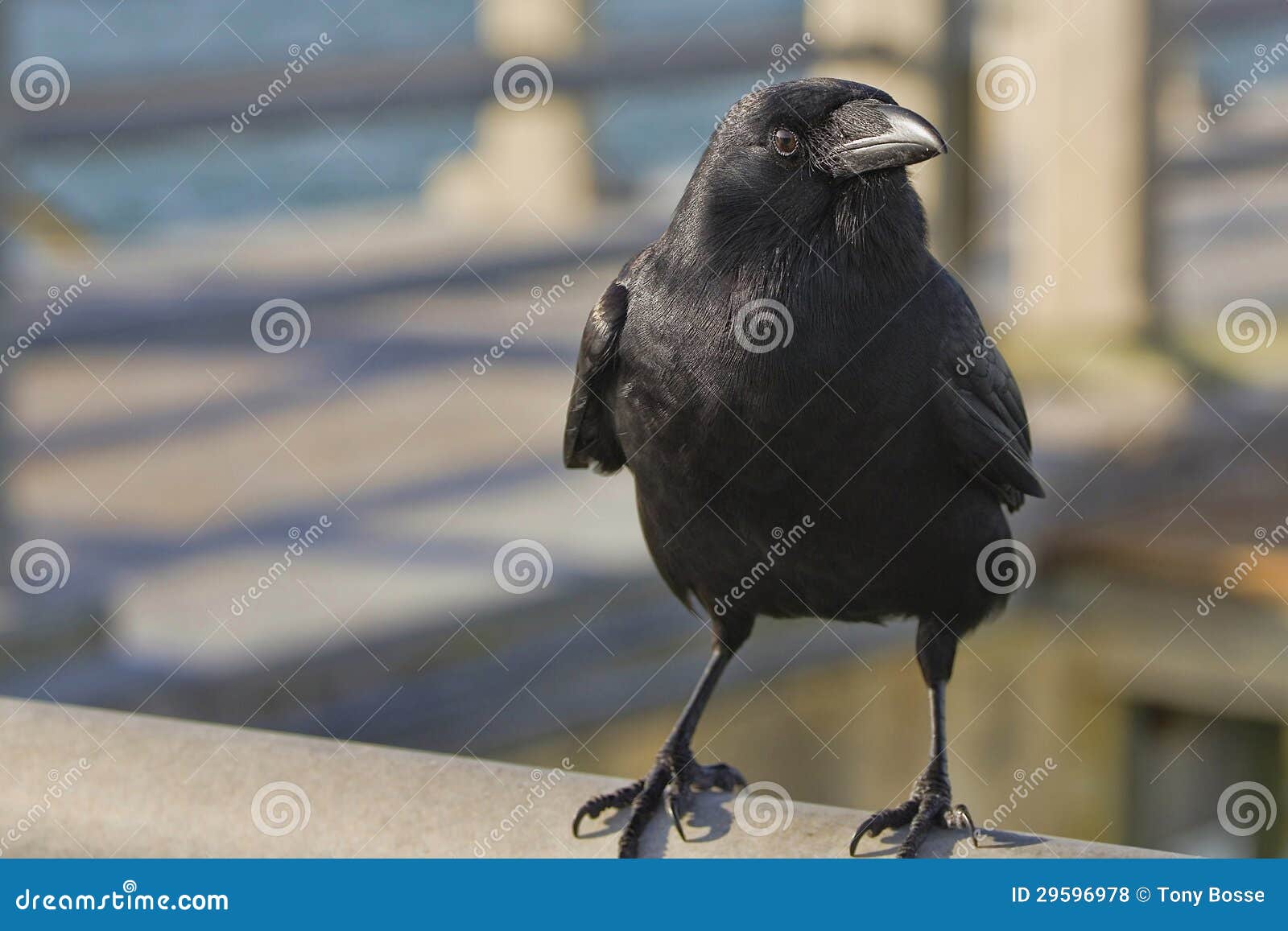 Black Crow Eating A Chip Stock Photography | CartoonDealer.com #74544506