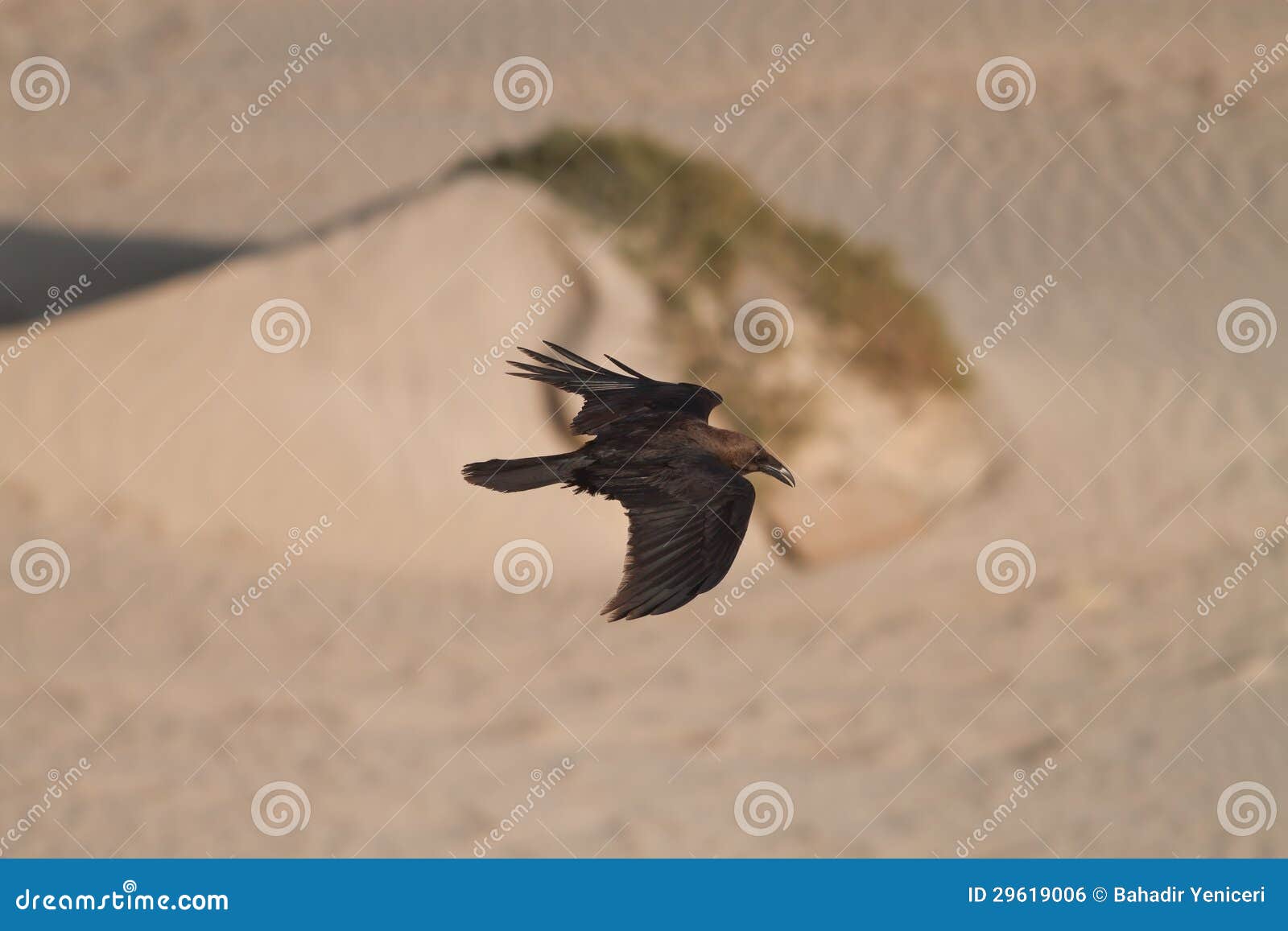 Black Crow stock photo. Image of bird, wing, desert, aerial - 29619006