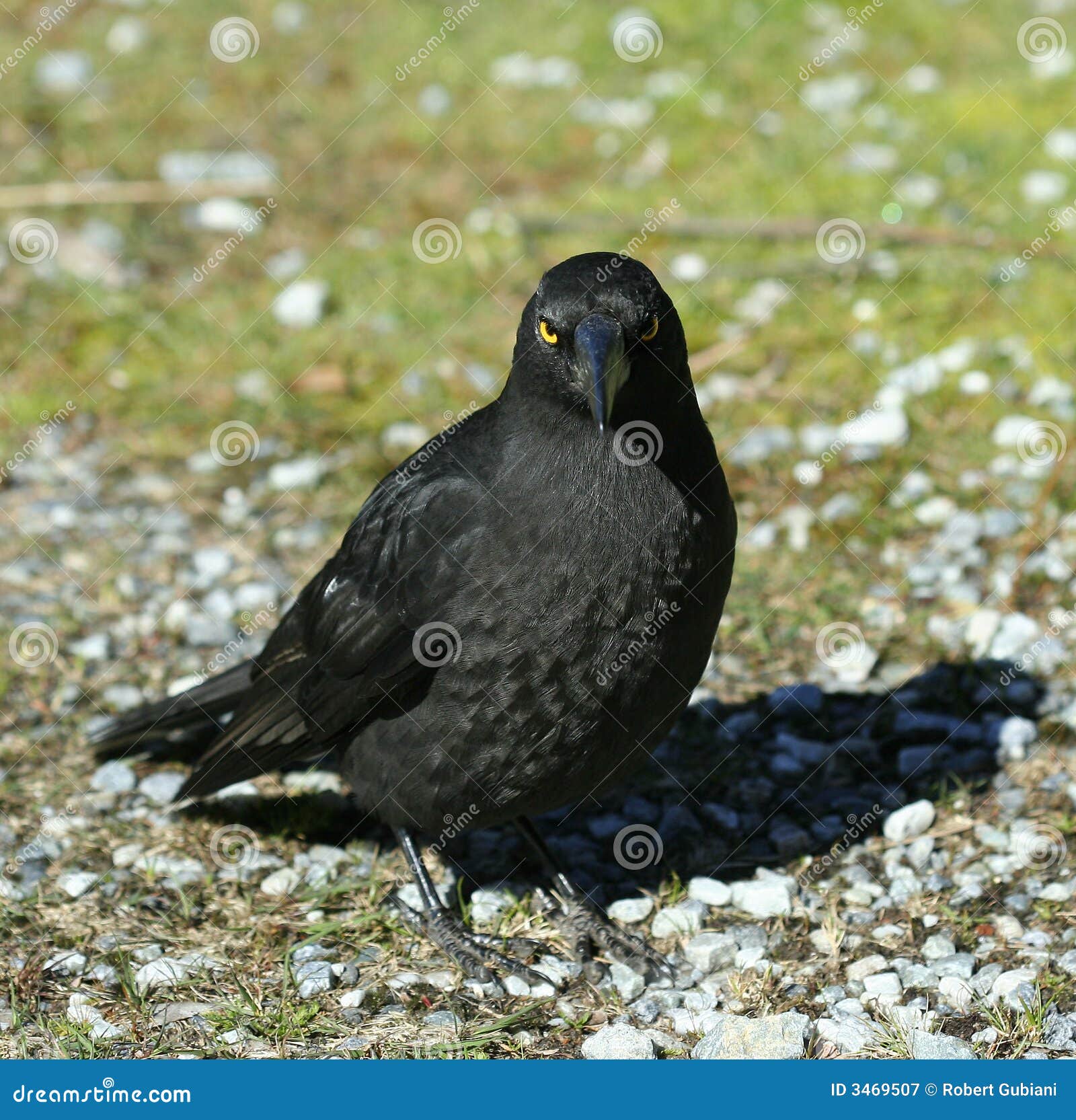 Black crow stock image. Image of crow, stand, outdoors - 3469507
