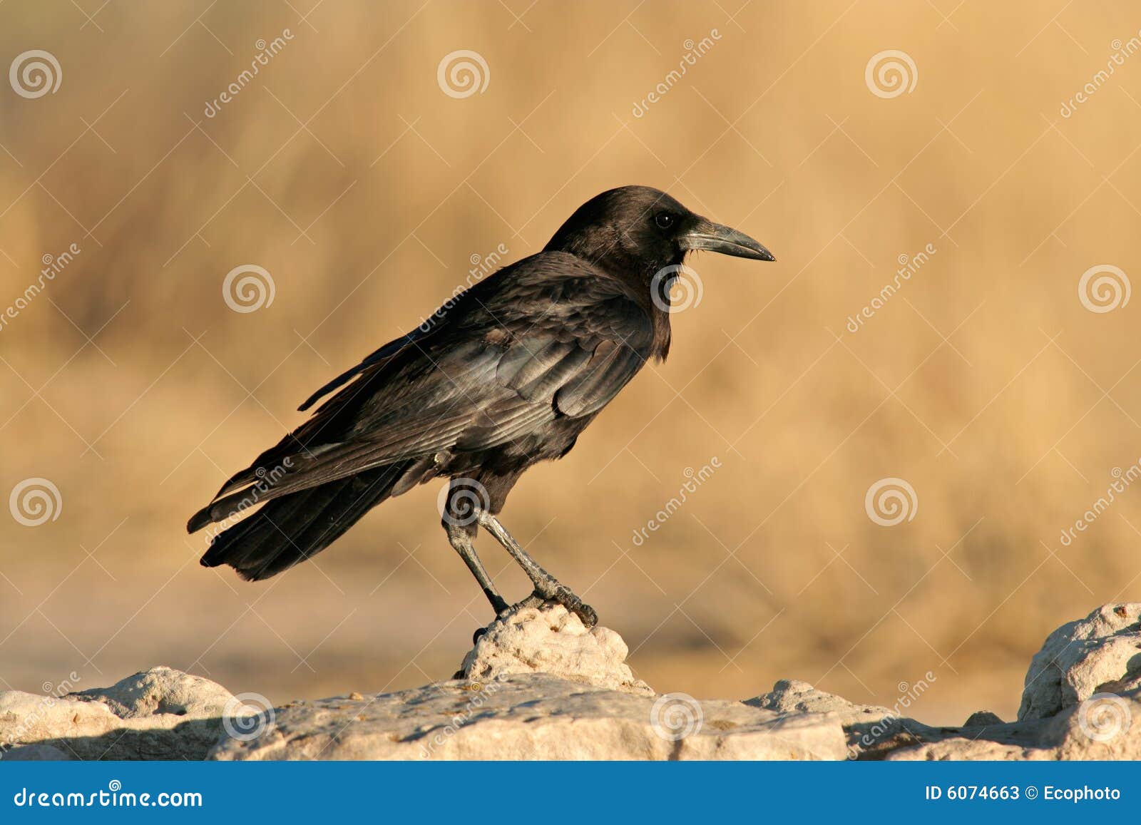Black crow stock image. Image of crow, bird, south, wild - 6074663