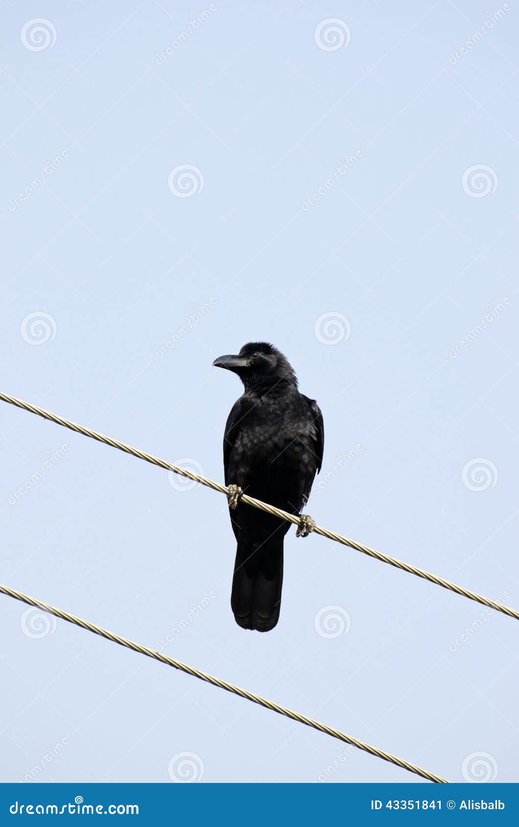 Black crow in asia, Nepal stock image. Image of wildlife - 43351841
