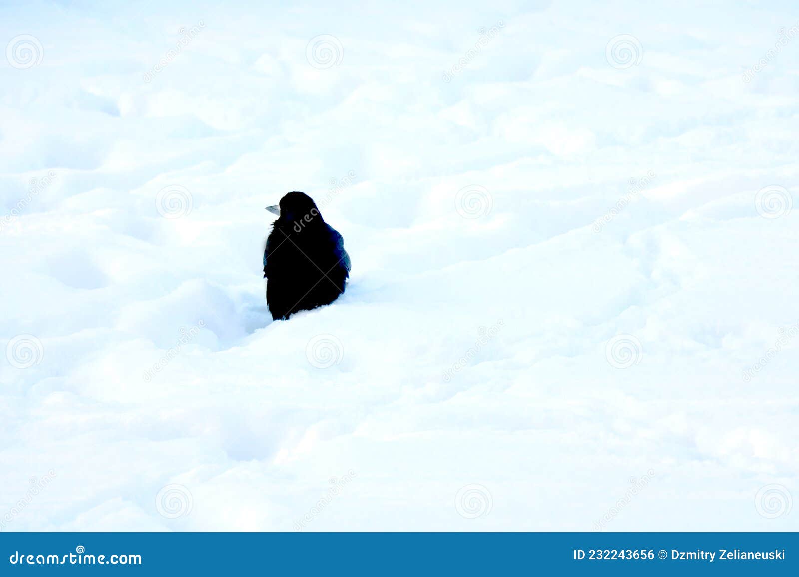 Black Crow on the Background of White Snow in Winter Stock Photo ...