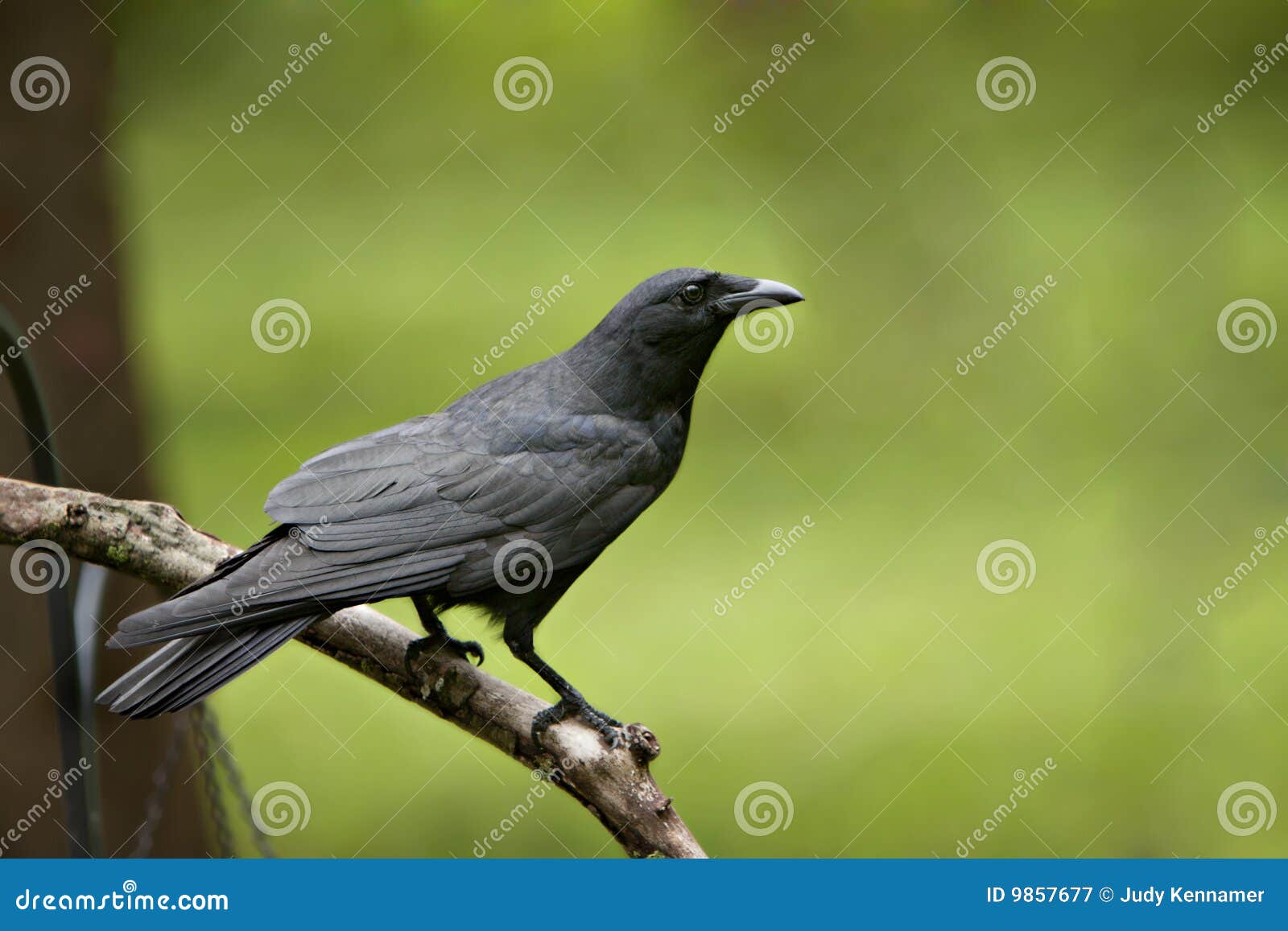 Black Crow With Corn In The Park Royalty-Free Stock Image ...