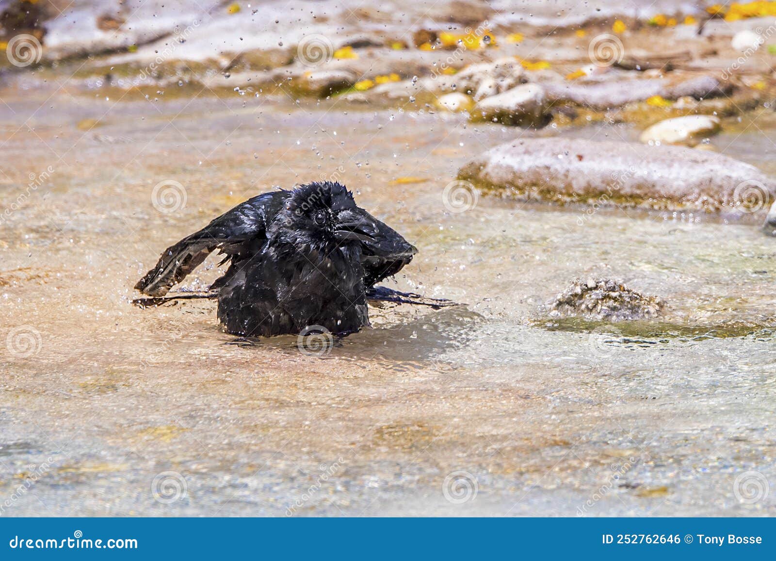 Black Crow Bathing stock photo. Image of fauna, animals - 252762646