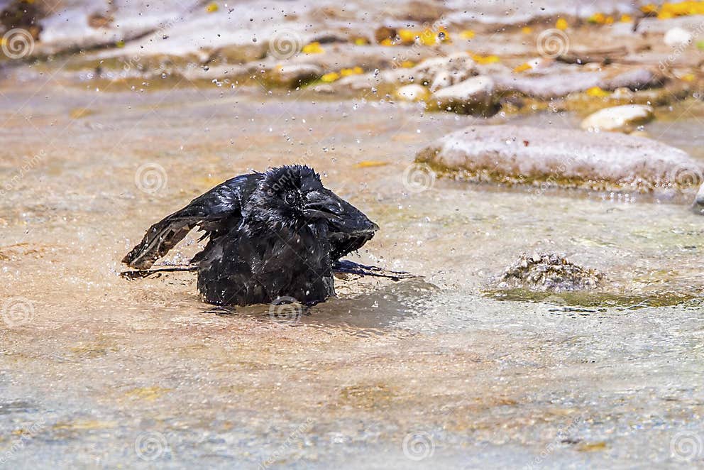 Black Crow Bathing stock photo. Image of fauna, animals - 252762646