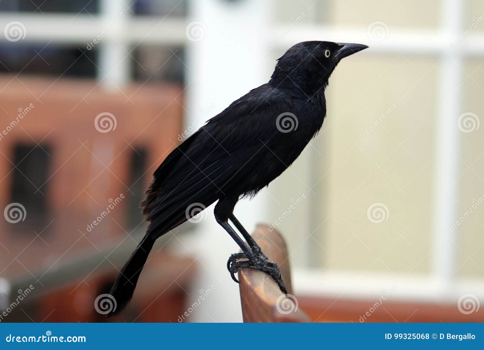 Black Crow stock photo. Image of crow, feather, beak - 99325068
