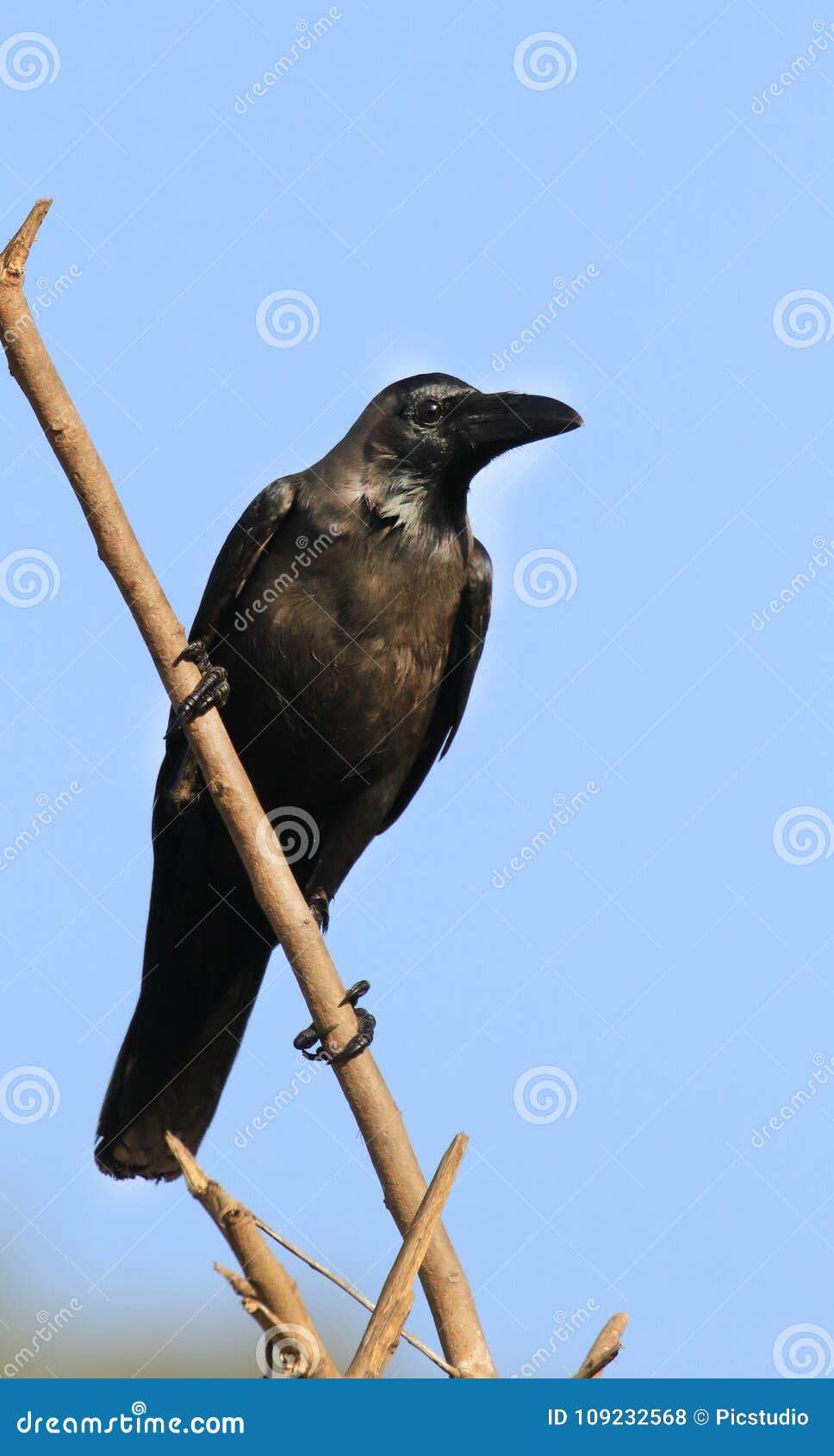 Black crow stock photo. Image of avian, wild, black - 109232568