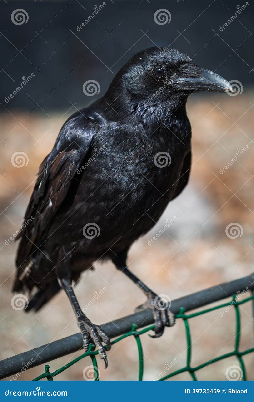 Black Crow In Flight Over Rocky Terrain Stock Photo | CartoonDealer.com ...