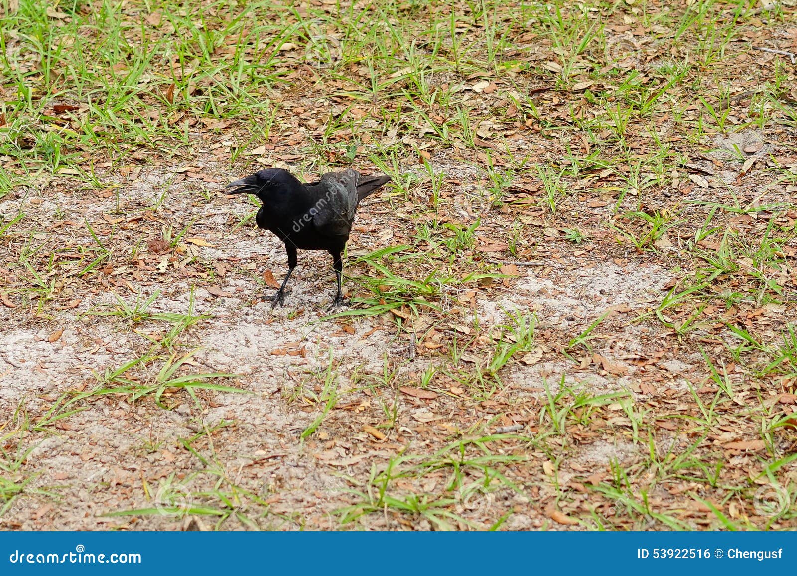 Black Crow Bird Stock Photo | CartoonDealer.com #53922516