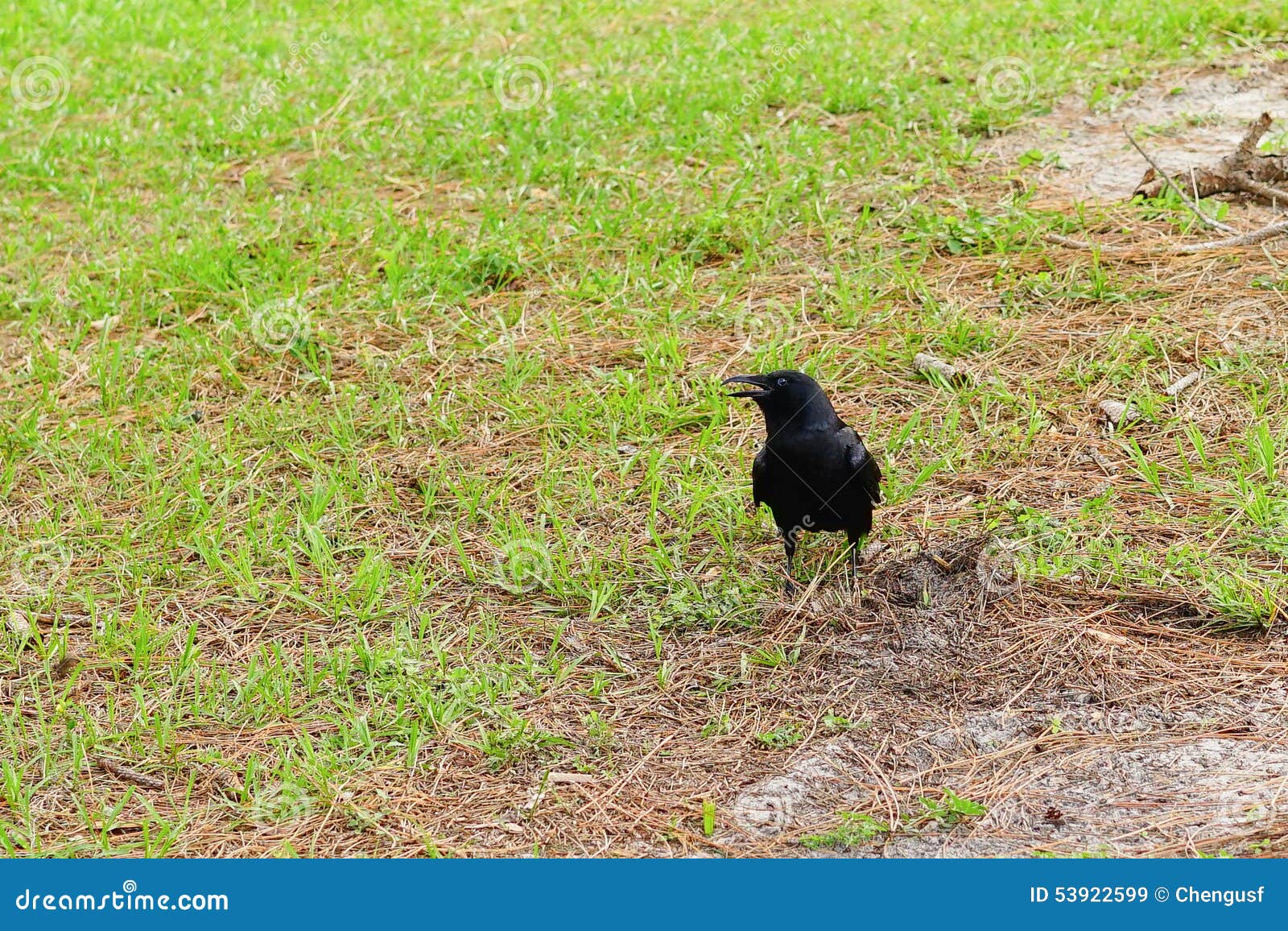 Black Crow bird stock image. Image of blackbird, birding - 53922599