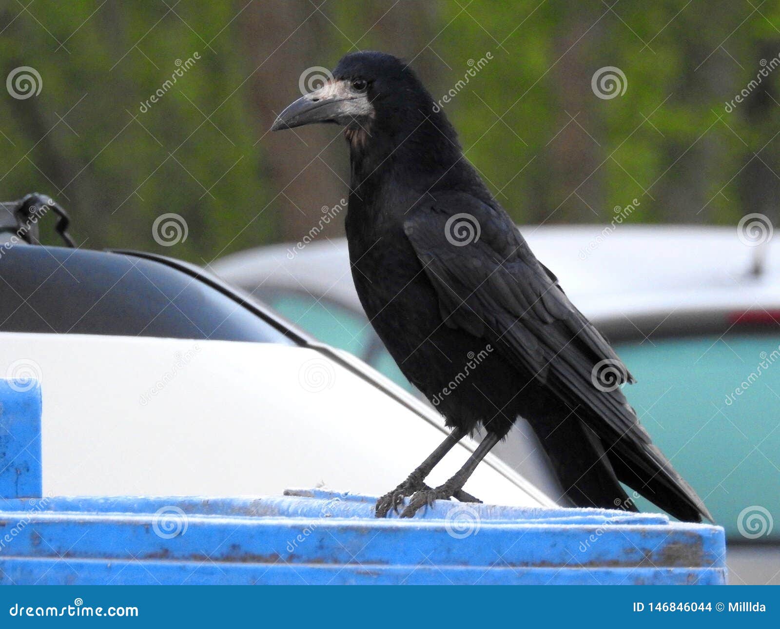 Black Crow Bird on Metallic Surface, Lithuania Stock Photo - Image of ...