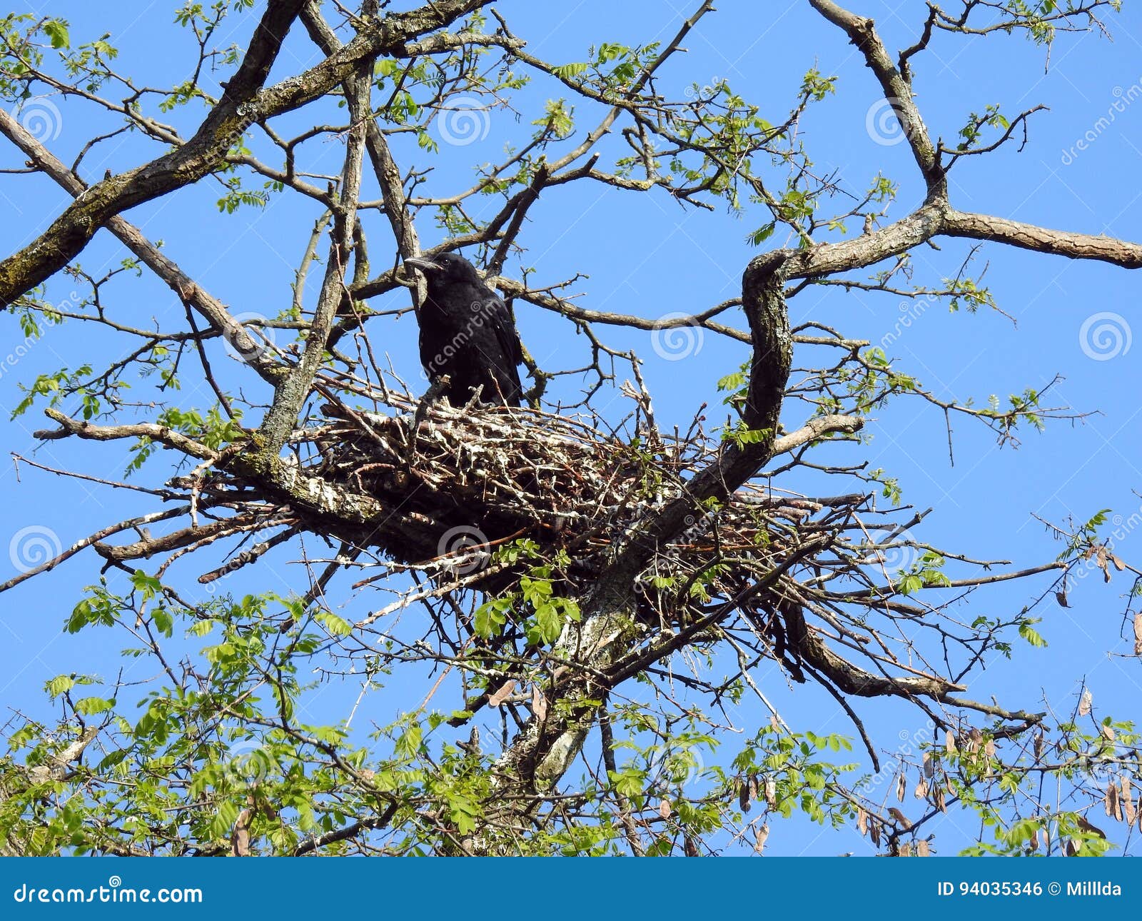 Black Crow Bird in Nest, Lithuania Stock Photo - Image of beautiful ...