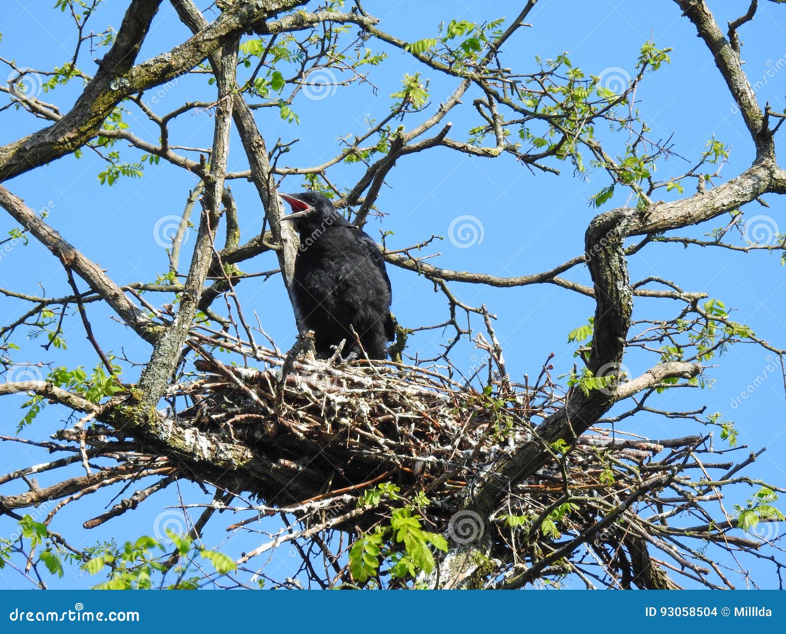 Black Crow Bird in Nest, Lithuania Stock Photo - Image of wild, bird ...