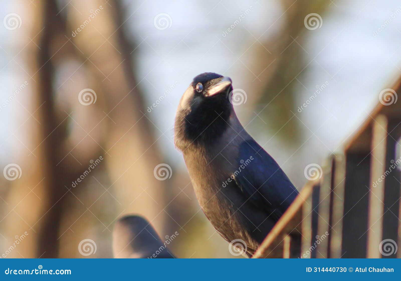 Black Crow Bird Sitting on the Railing and Crow Bird Wallpaper Stock ...