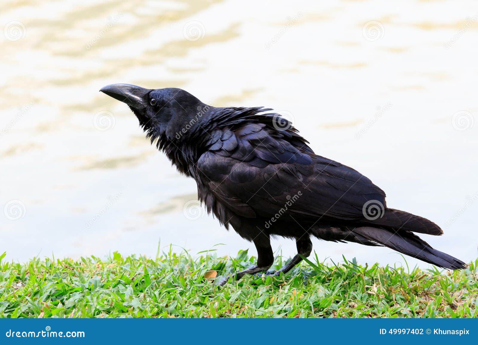 Black Crow Bird Standing on Green Grass Field Stock Photo - Image of ...