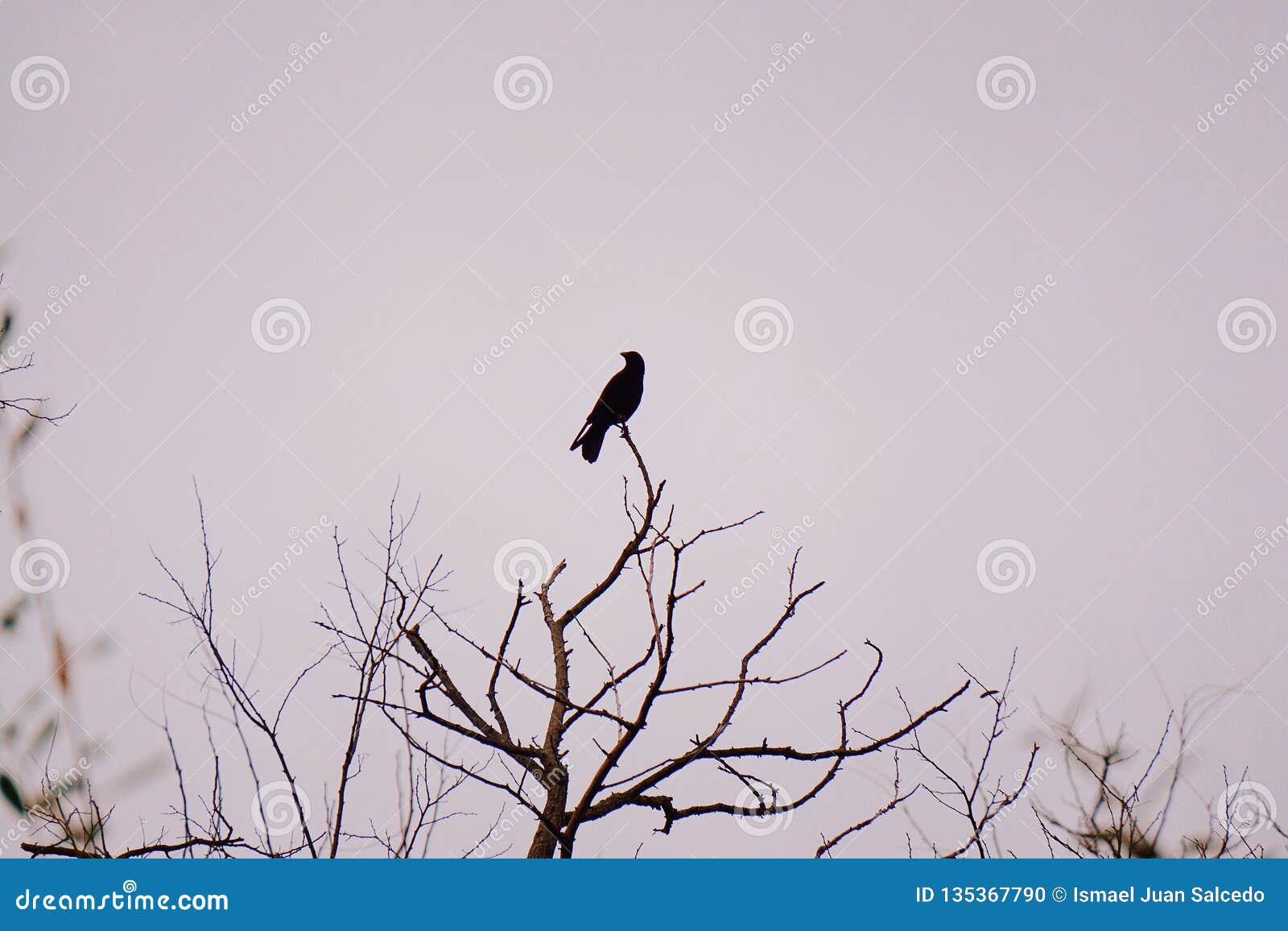 The Black Crow Bird on the Tree Branches Stock Photo - Image of nature ...
