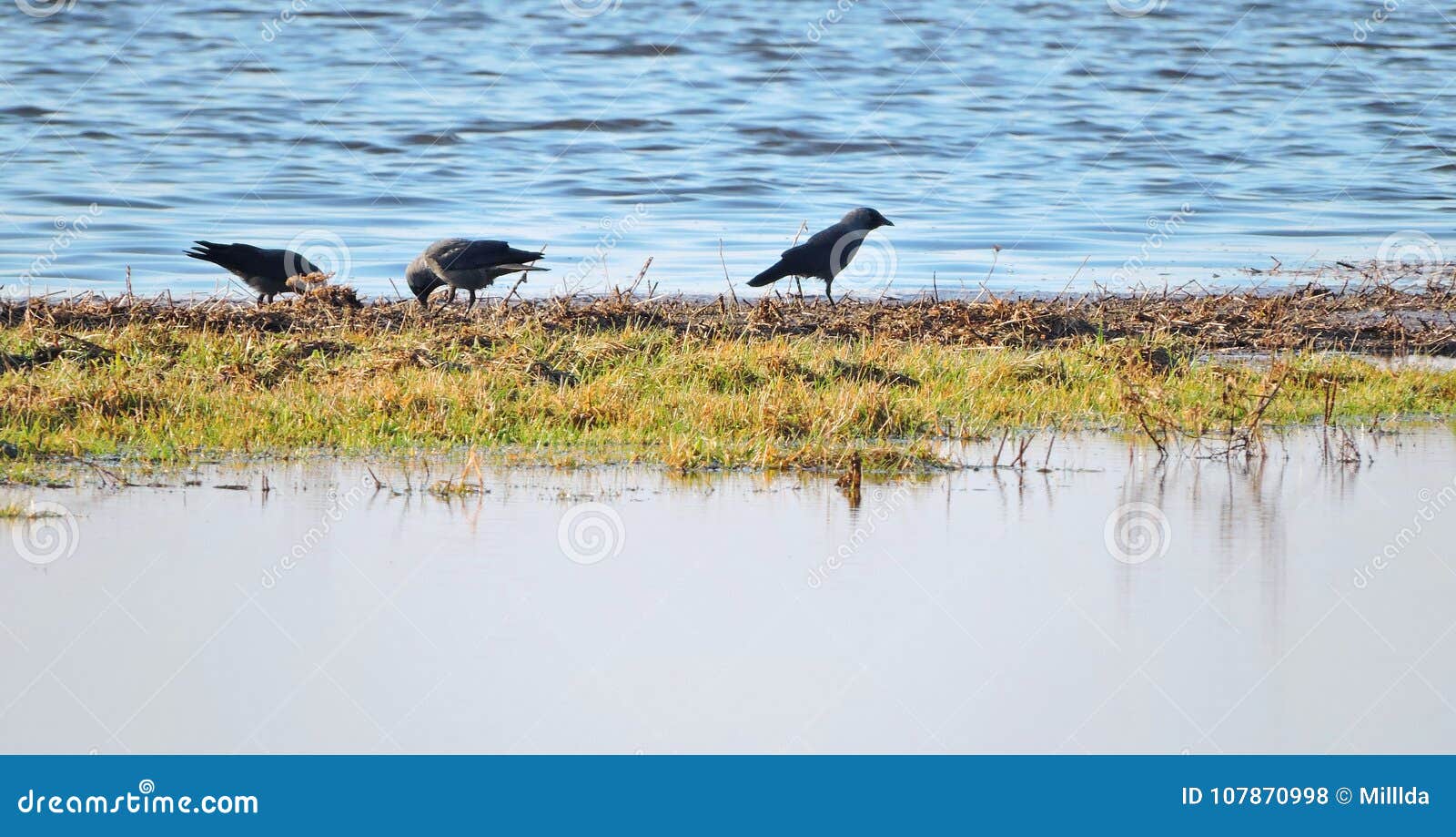 Black Crow Birds on Grass, Lithuania Stock Photo - Image of bird ...
