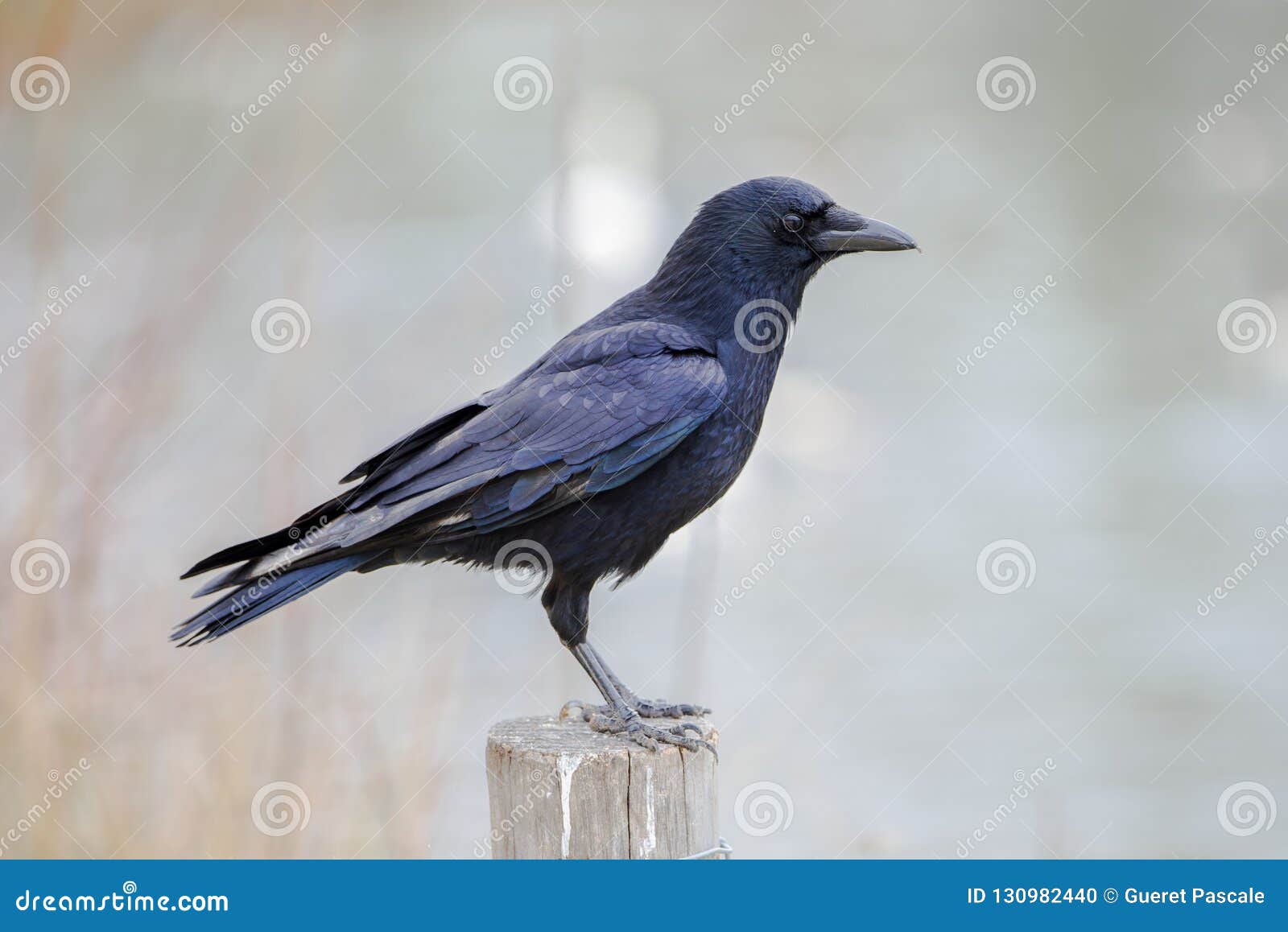 Black crow stock photo. Image of grass, beak, nature - 130982440