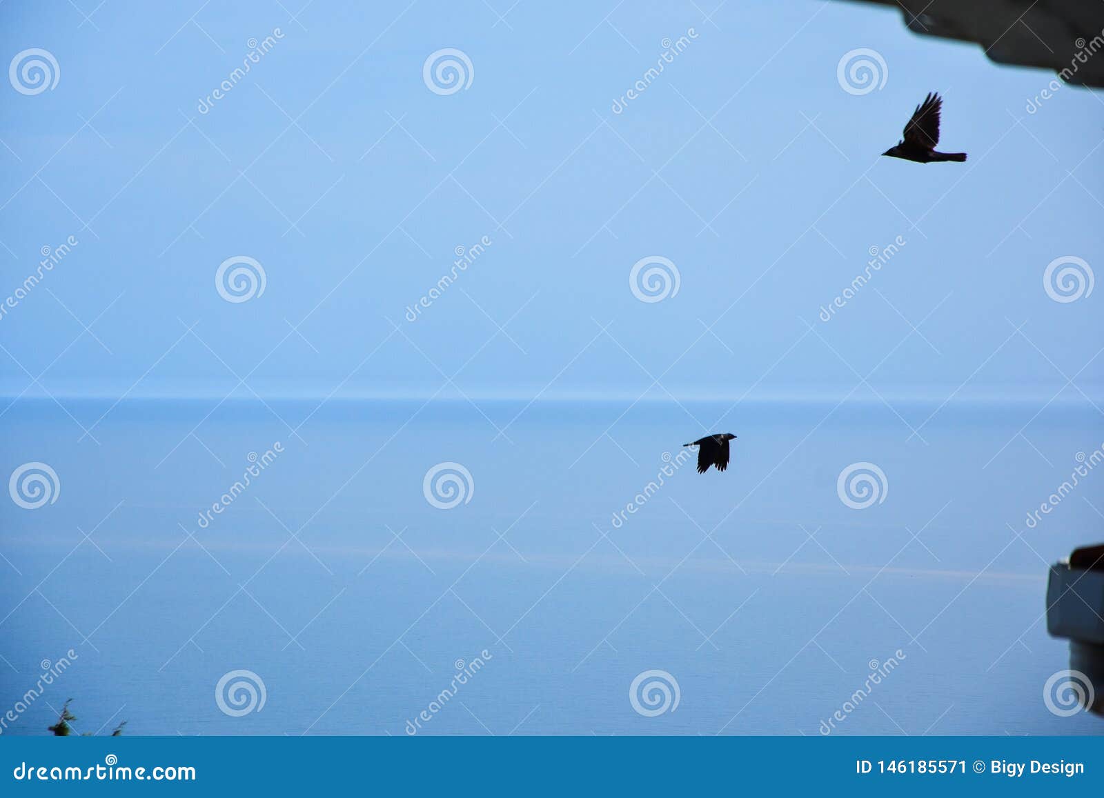 Black Crow, Blue Sky Background Stock Image - Image of dove, birds ...