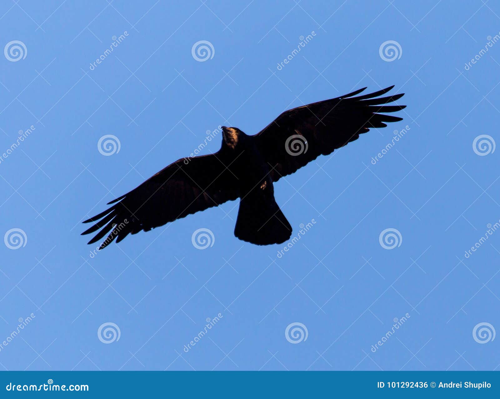 Black Crow on Blue Sky in Flight Stock Photo - Image of summer, crows ...