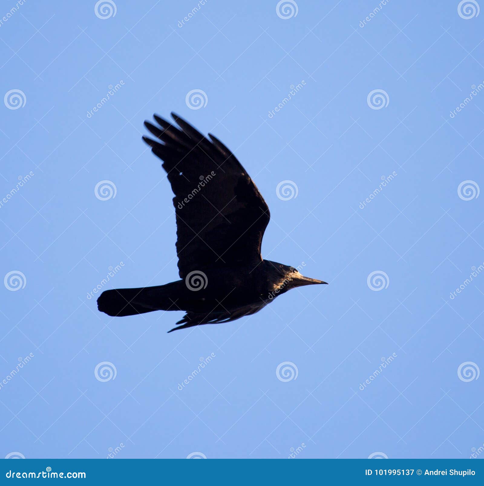 Black Crow on Blue Sky in Flight Stock Image - Image of flock, blue ...