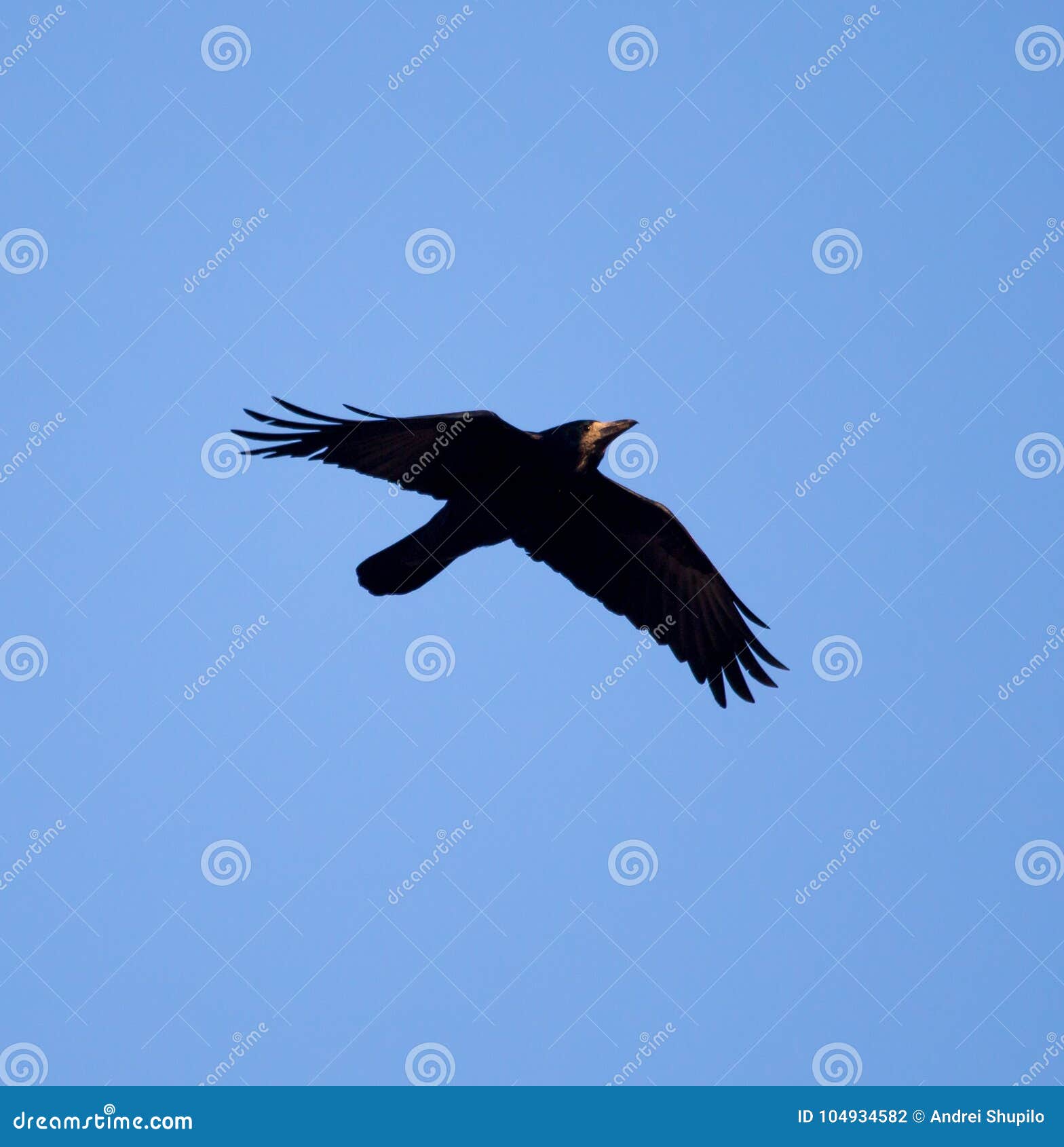Black Crow on Blue Sky in Flight Stock Photo - Image of nature, wings ...