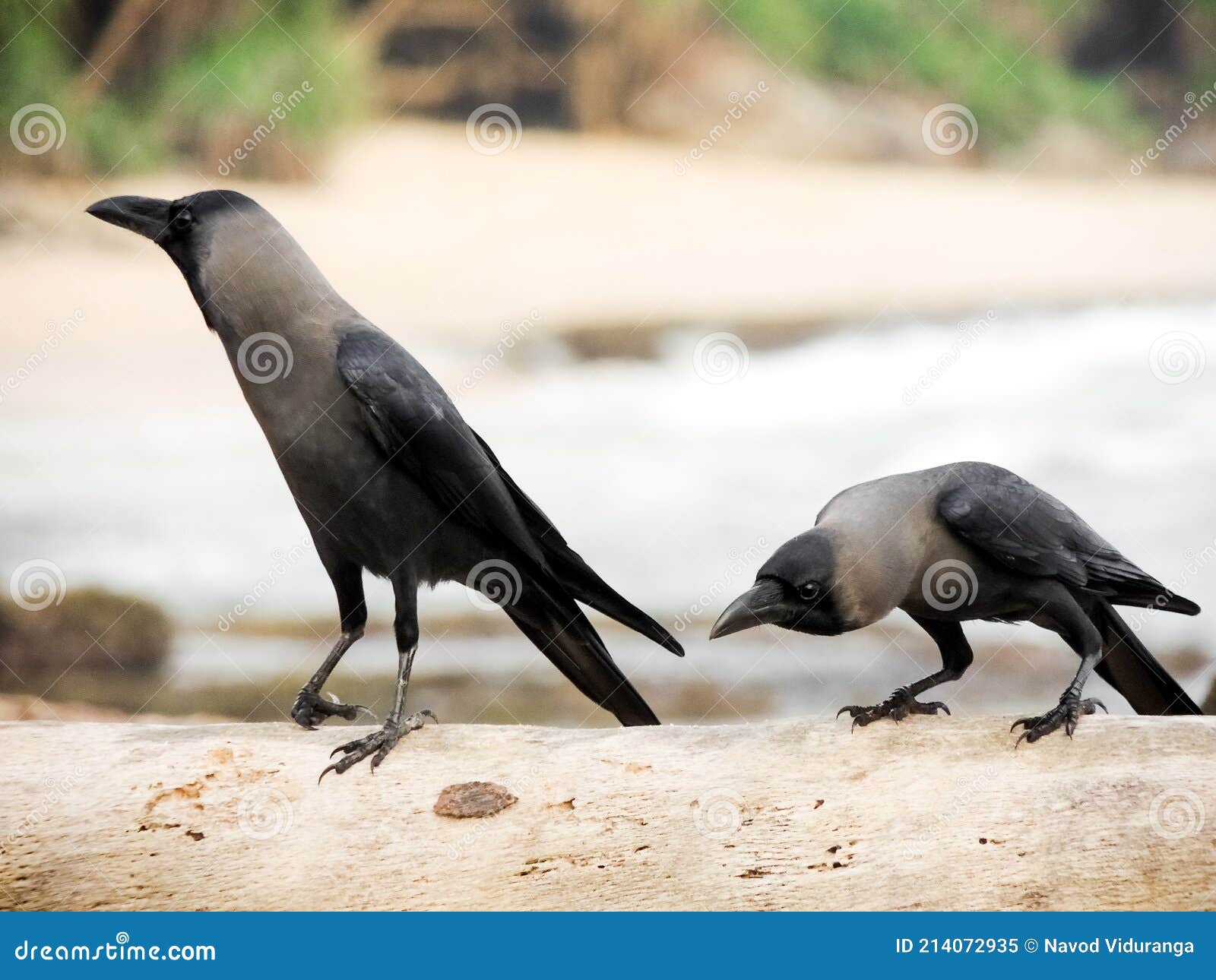 The Black Crow on the Branch Stock Image - Image of yellow, brown ...
