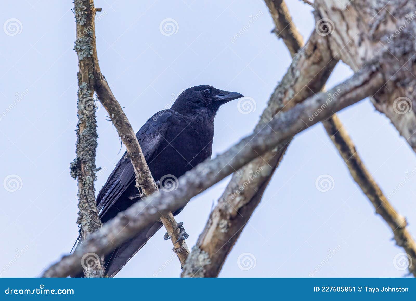 Black Crow on Branches Against Plain Blue Sky Stock Image - Image of ...