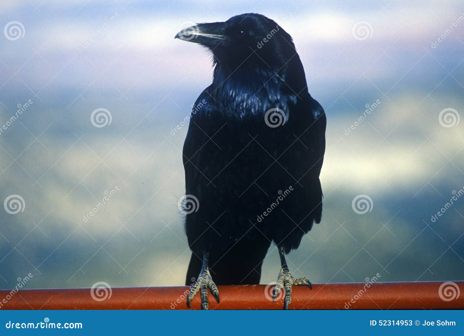Black Crow, Bryce Canyon, UT Stock Image - Image of america, states ...