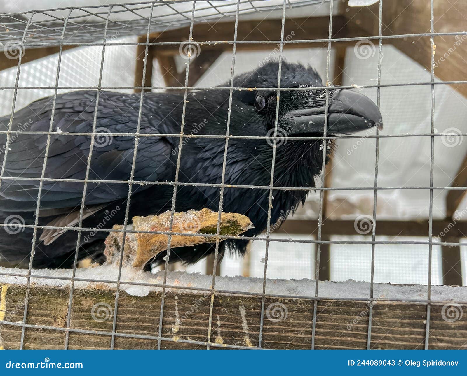 Black Crow in Cage, Crow Closeup Stock Image - Image of raven ...