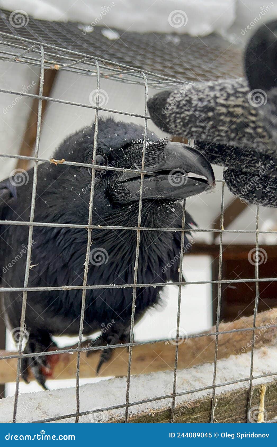 Black Crow in Cage, Crow Closeup Stock Image - Image of looking, bird ...