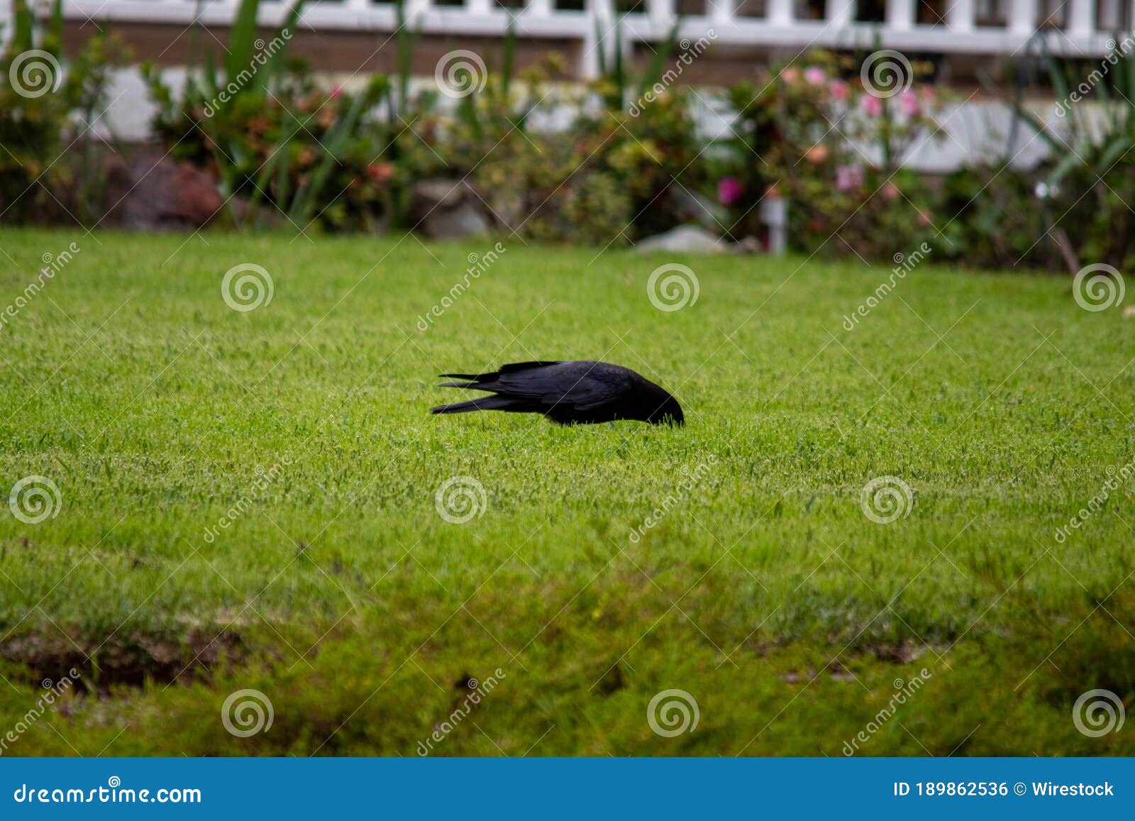 Black Crow Cawing Sitting on a Green Lawn Stock Photo - Image of fauna ...
