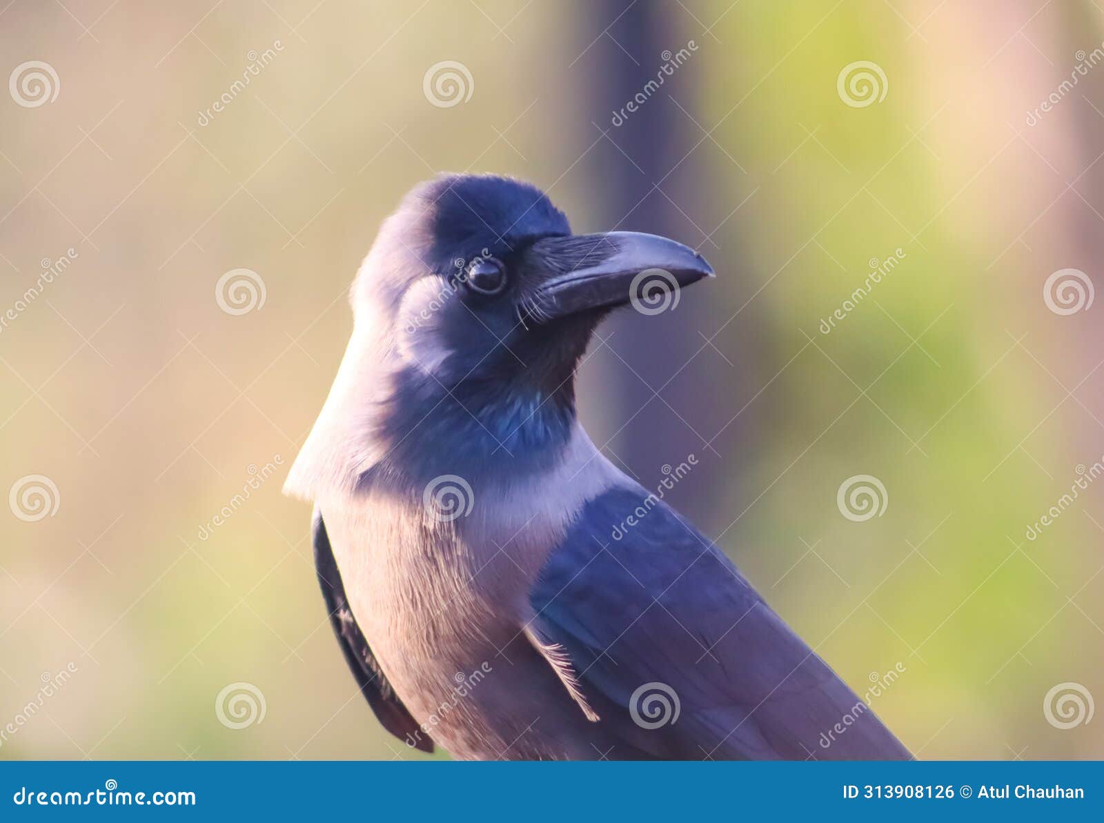 Black Crow Closeup Side Face on the Blur Background Stock Photo - Image ...