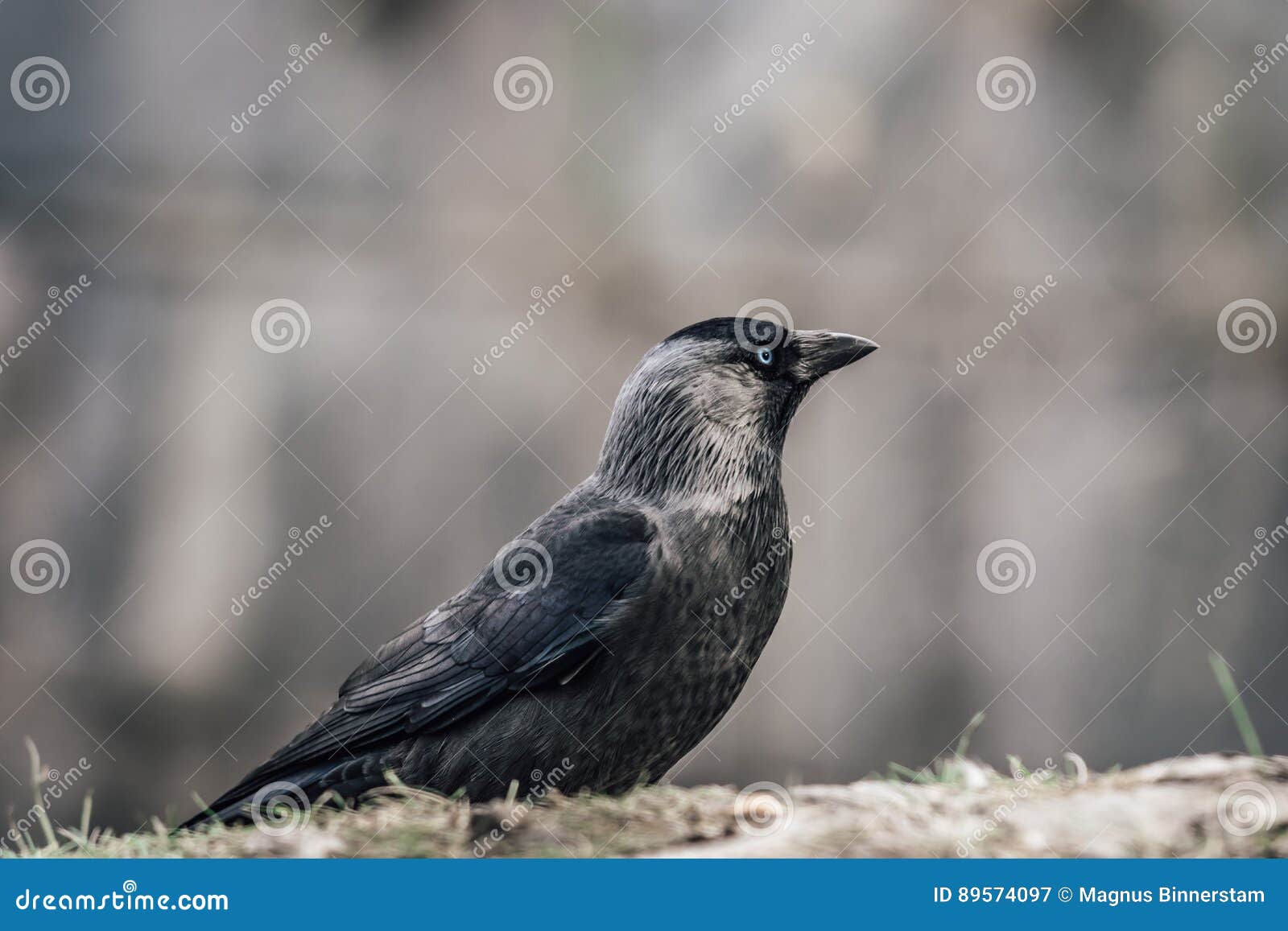 Black Crow stock image. Image of scouting, bird, closeup - 89574097