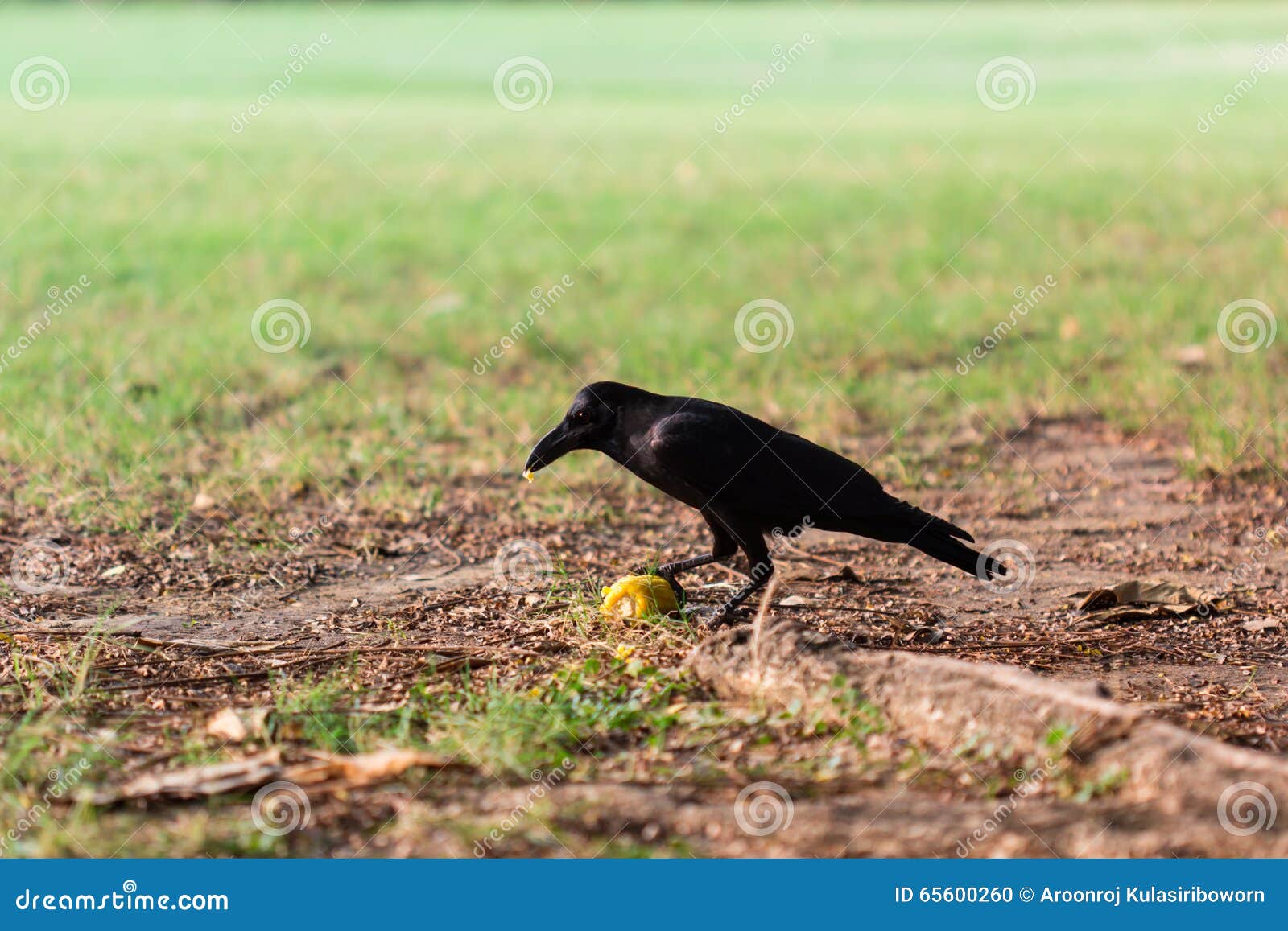 Black Crow With Corn In The Park Royalty-Free Stock Image ...