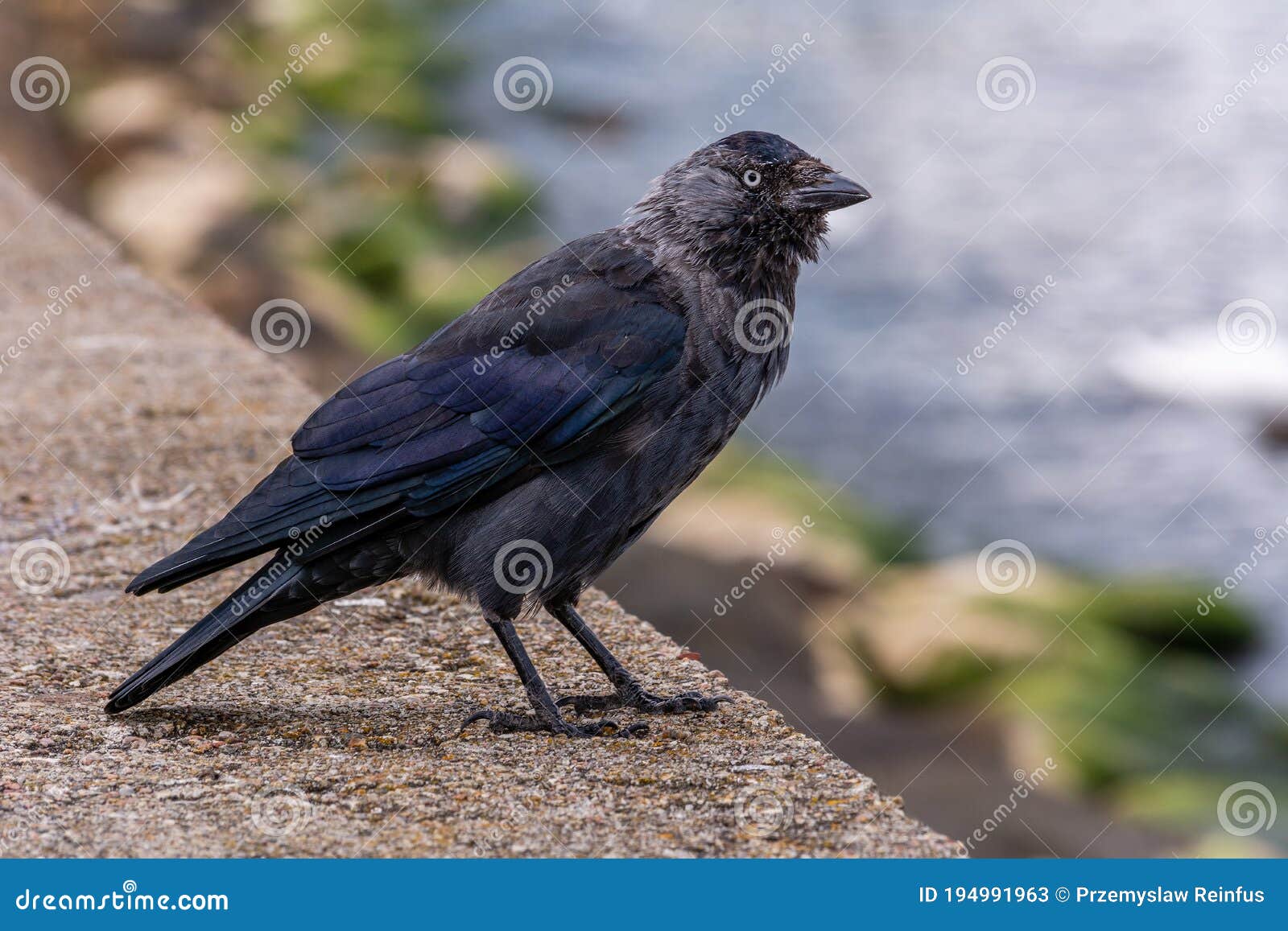 Black Crow Corvus Cornix on the Wall Stock Image - Image of ...