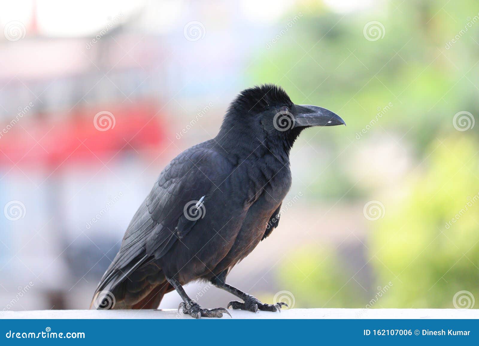 Black Crow, Corvus Corone, Common Crow Stock Photo - Image of beak ...
