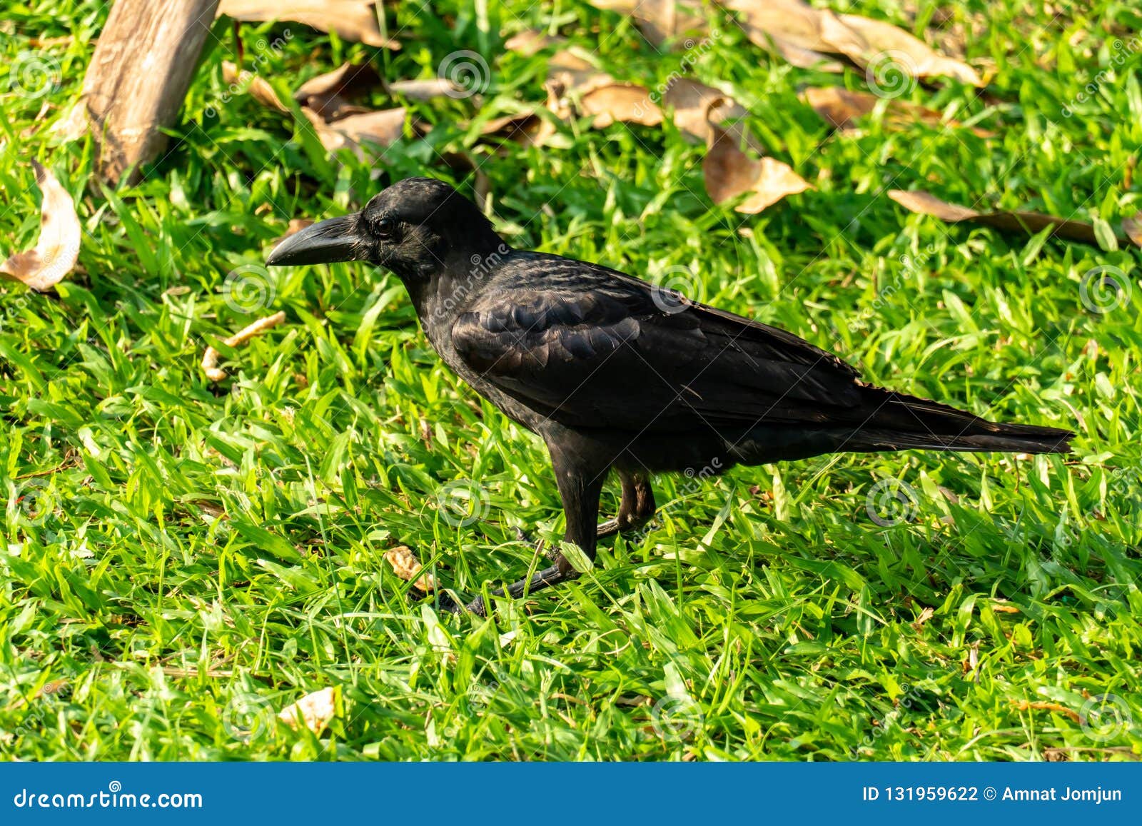 Crow, on the crowing crow stock photo. Image of crow - 131959622