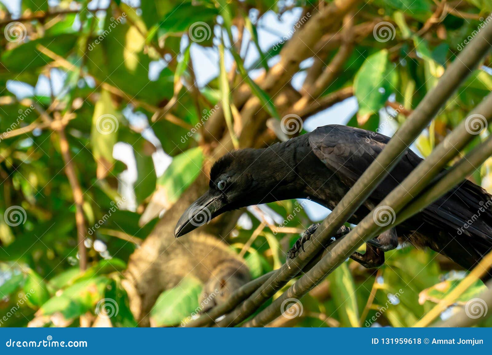 Crow on guard stock photo. Image of beautiful, black - 131959618