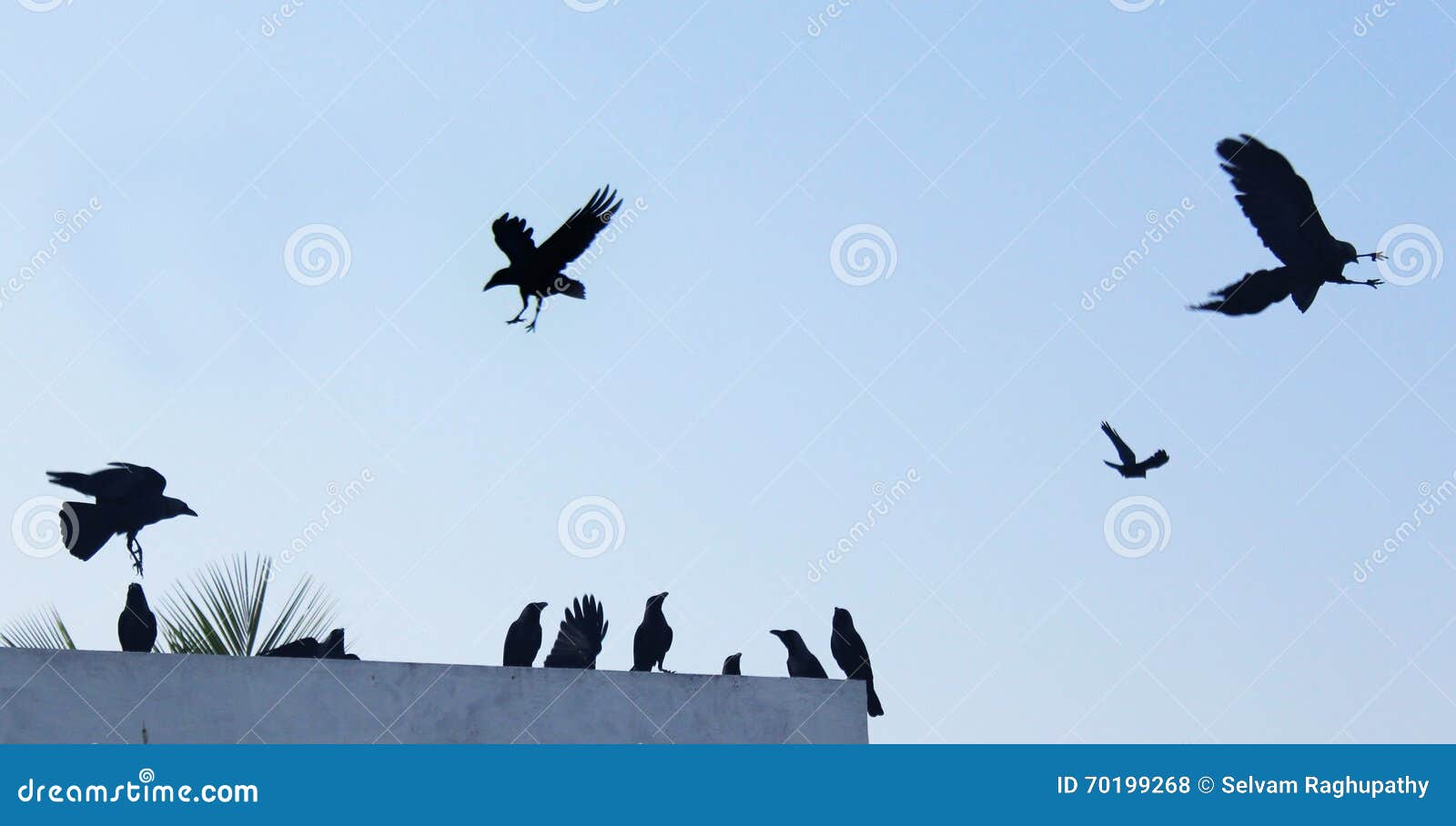 Black crow stock photo. Image of waiting, crows, meeting - 70199268