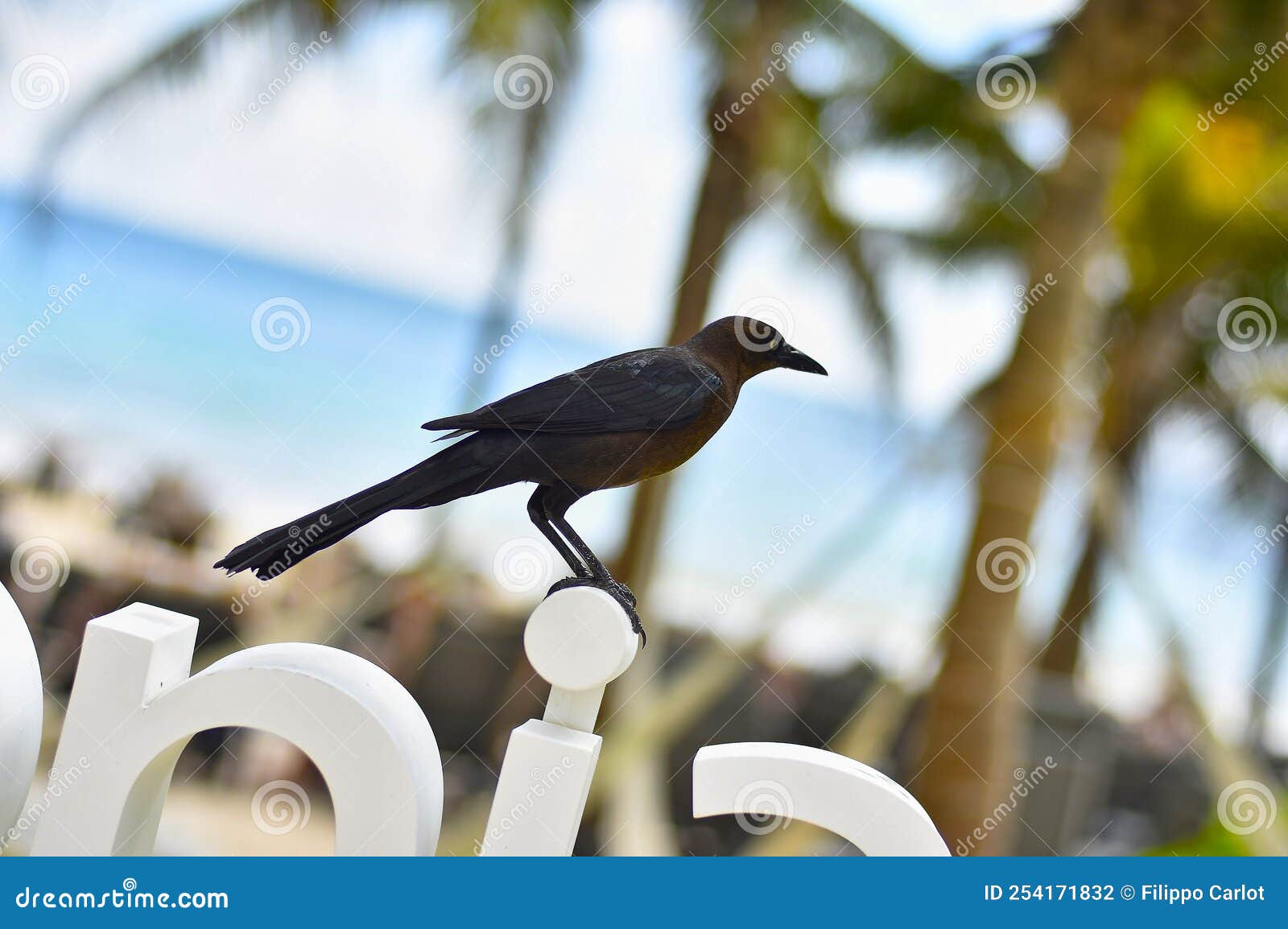 Black Crow detail stock photo. Image of crows, avian - 254171832