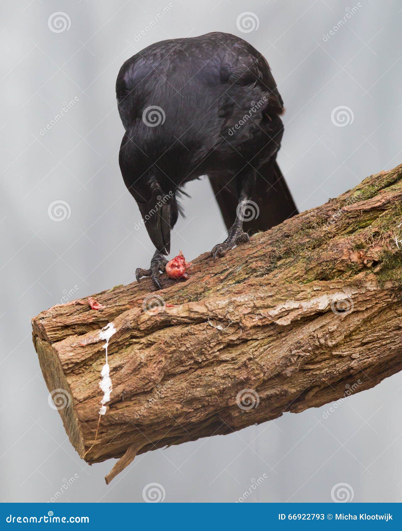 Black crow eating stock image. Image of danish, ornithology - 66922793